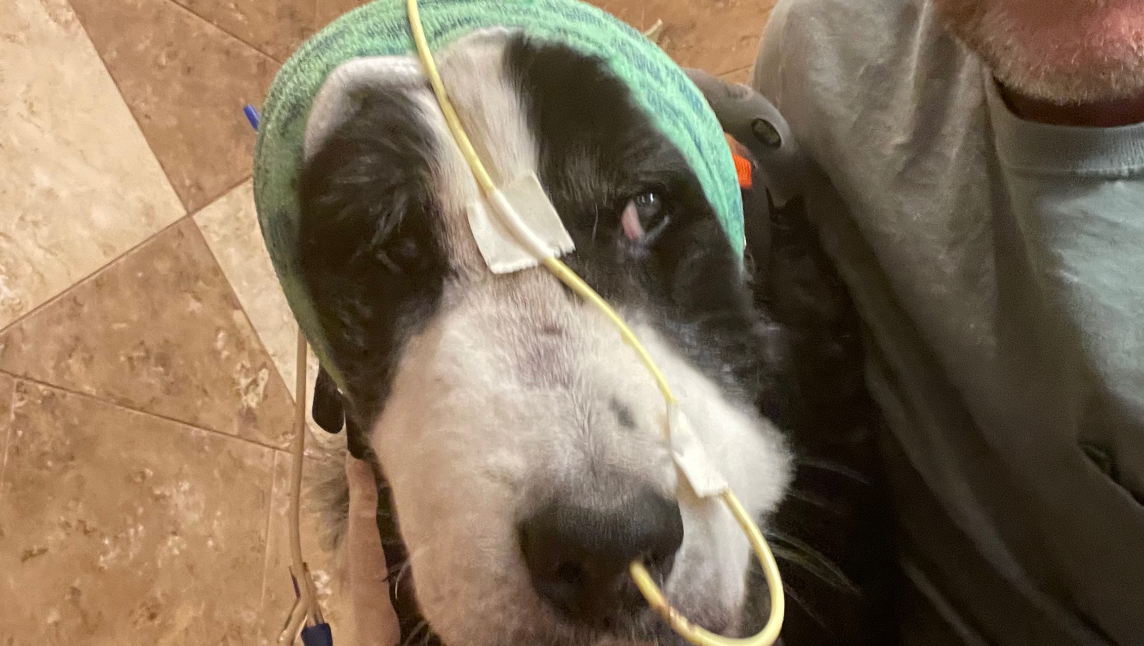 Fundraiser by Doug McGill : Khody Recovery