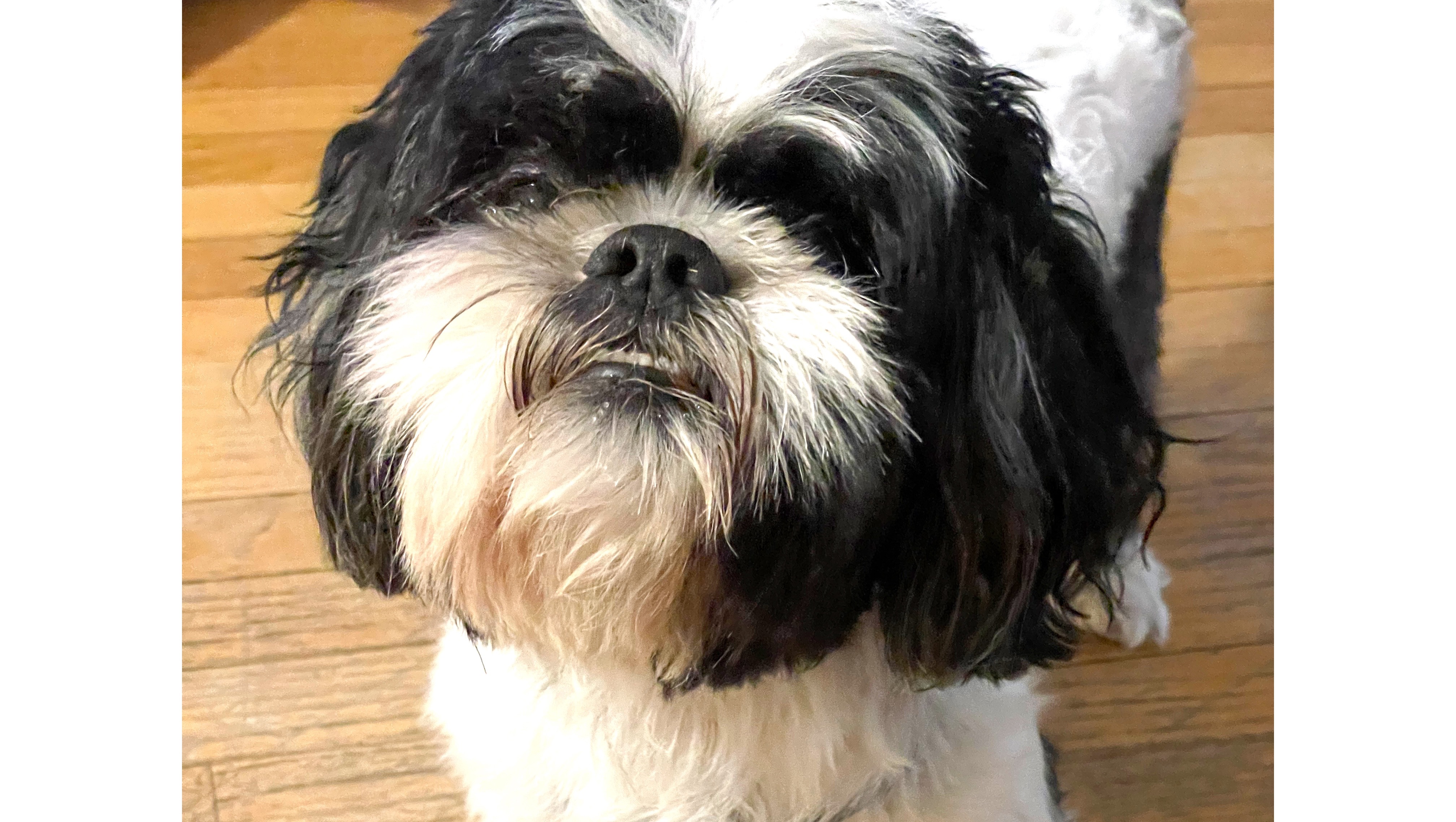 Fundraiser by Dasia Brown : Saving Zeus