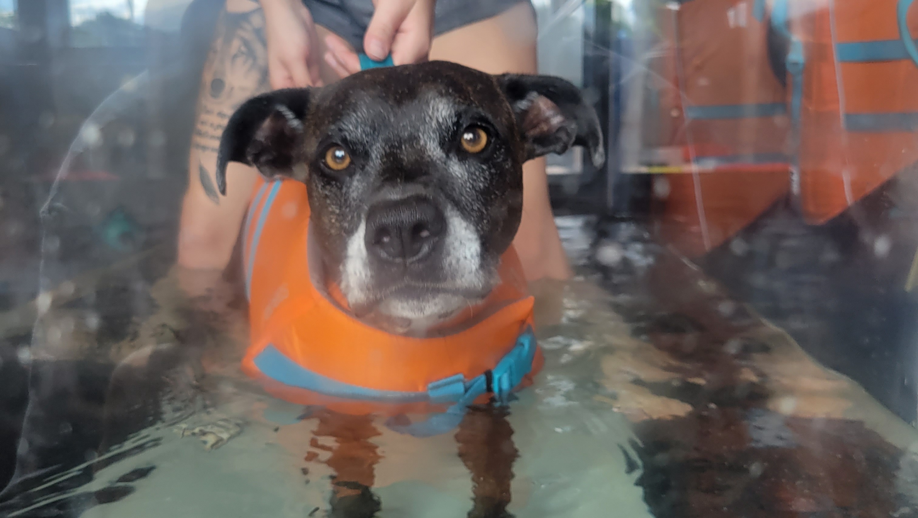 Fundraiser by Sarah MacRury : Please Help Porter Get Urgent Surgery