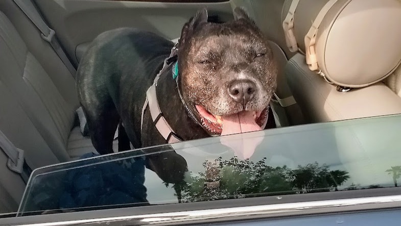 Fundraiser by Betty Miller : Myself and my 10 year old dog