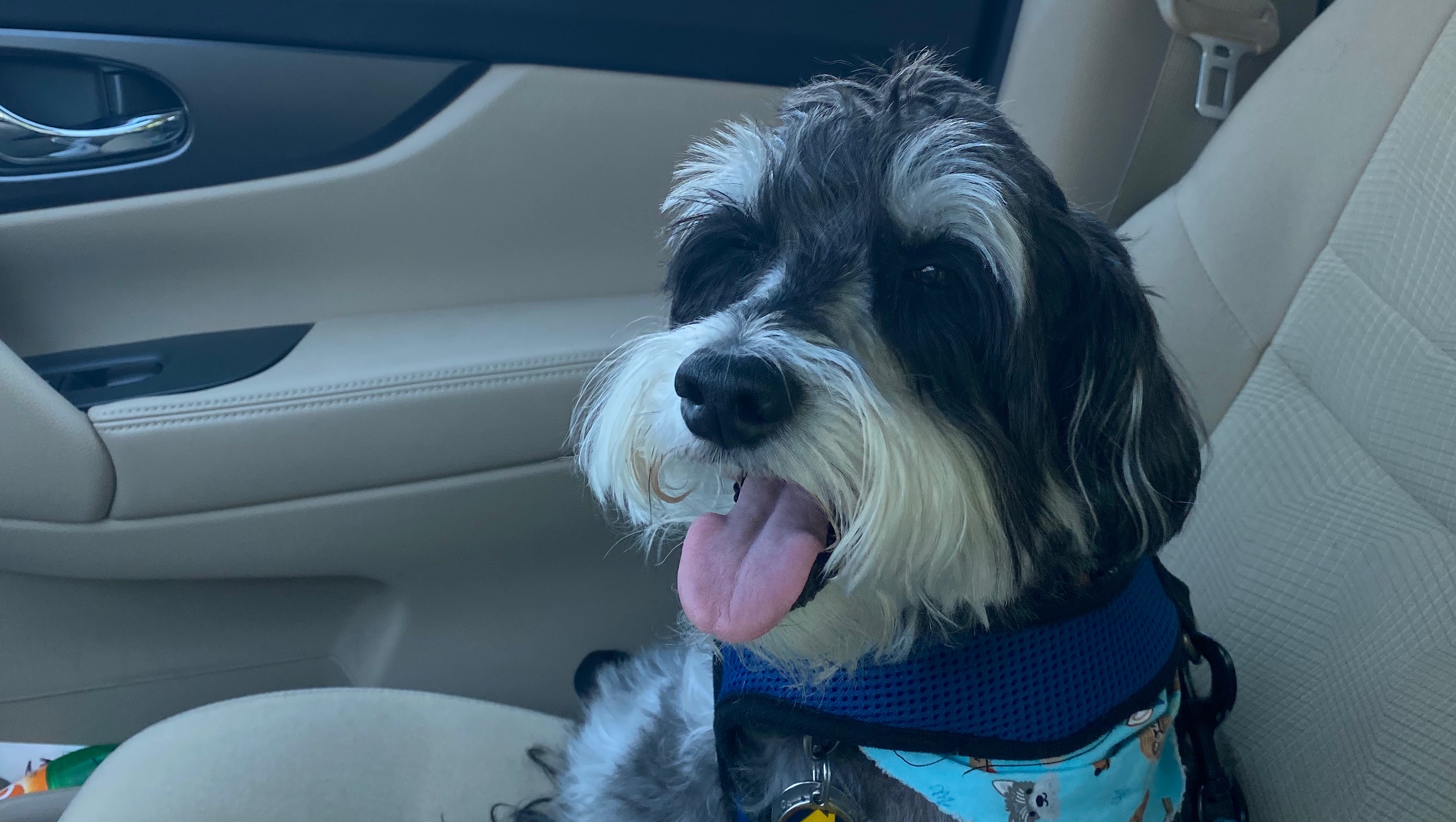 Fundraiser by Lisa Novakoff : Our Baby Maximus’ Medical Emergency