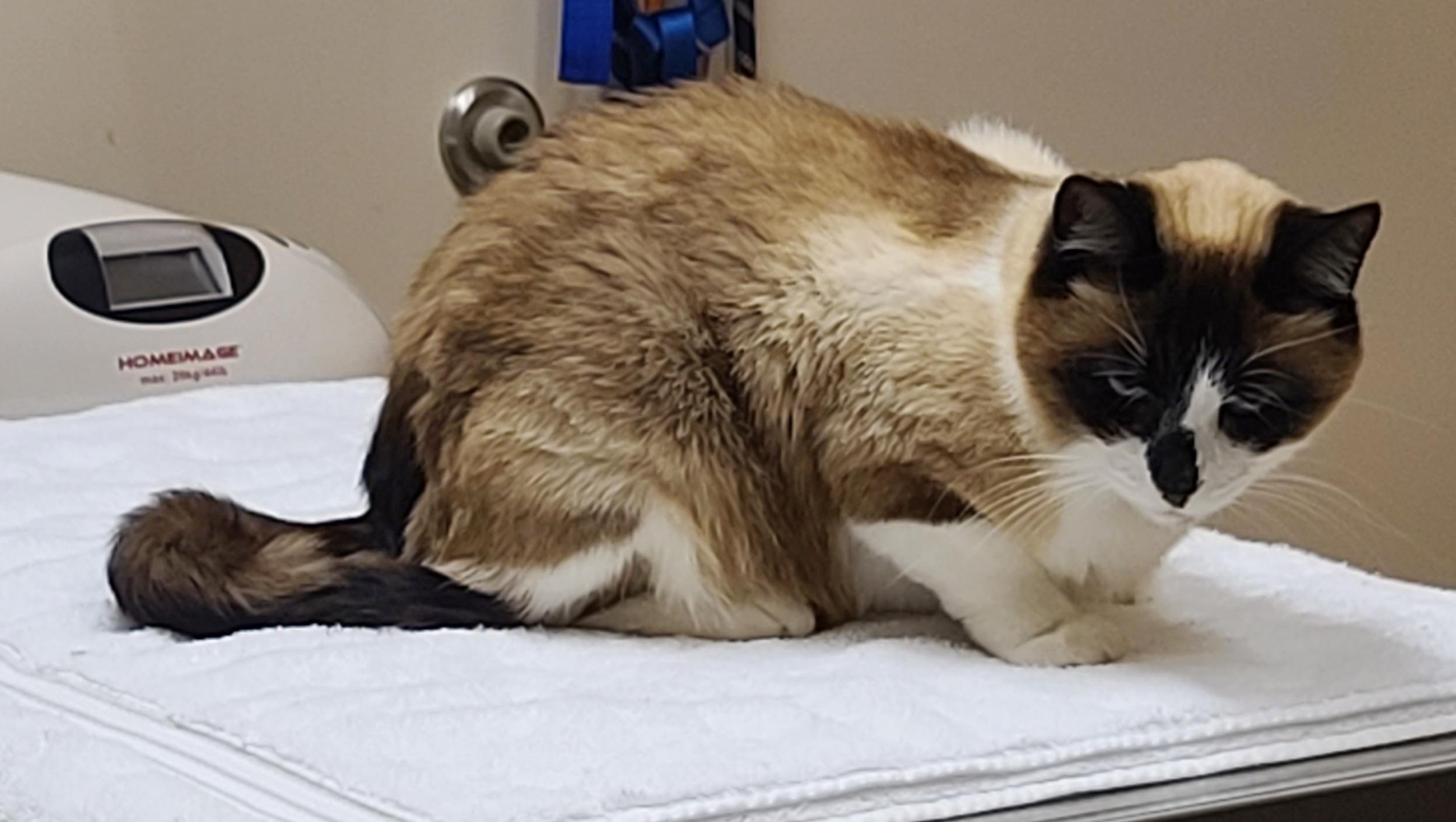 Fundraiser by Magdeline Smelser : Banjo's Tail Amputation Surgery