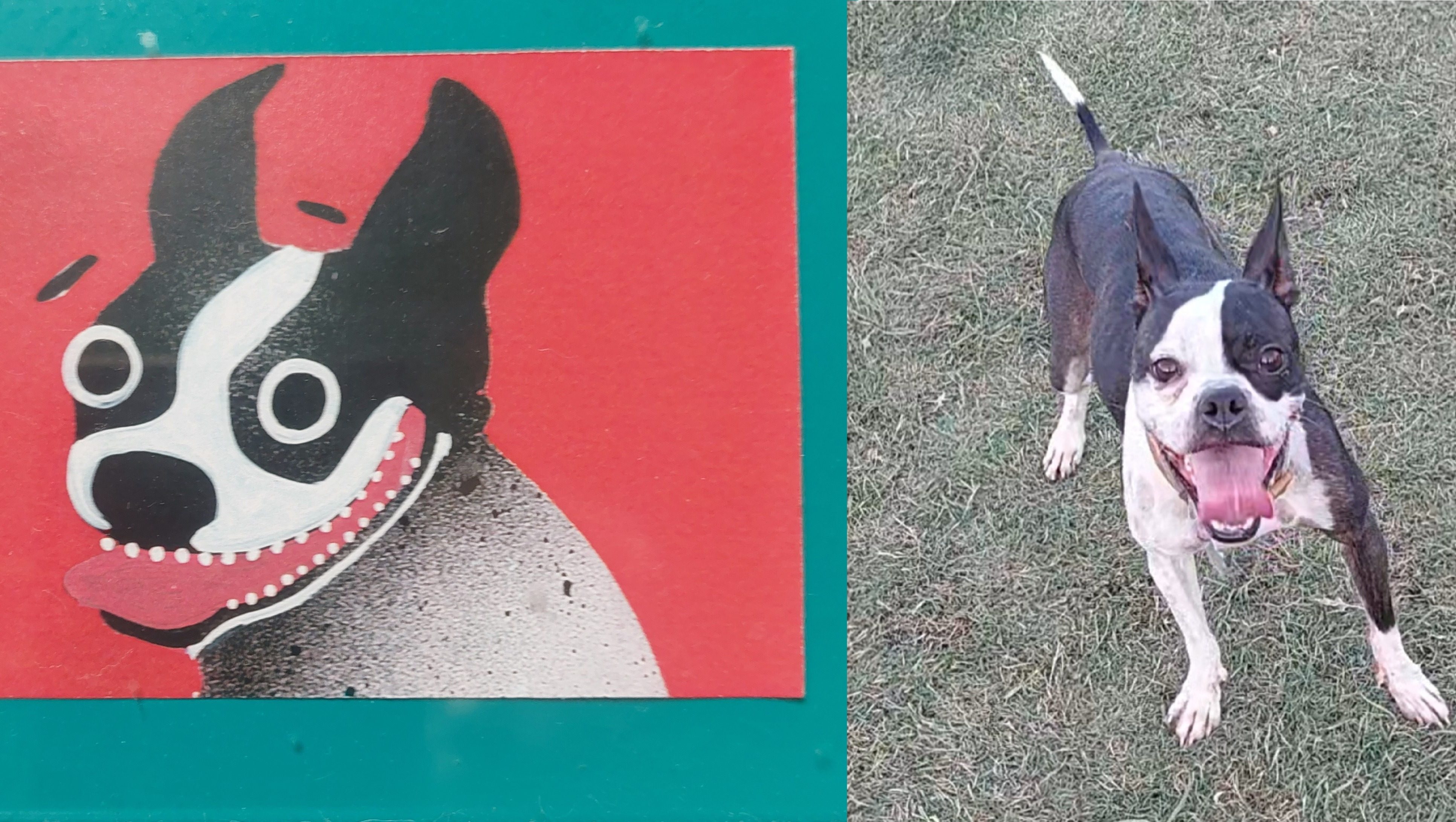 Fundraiser by David Carmody : Dog park injury resulting in spinal cord ...