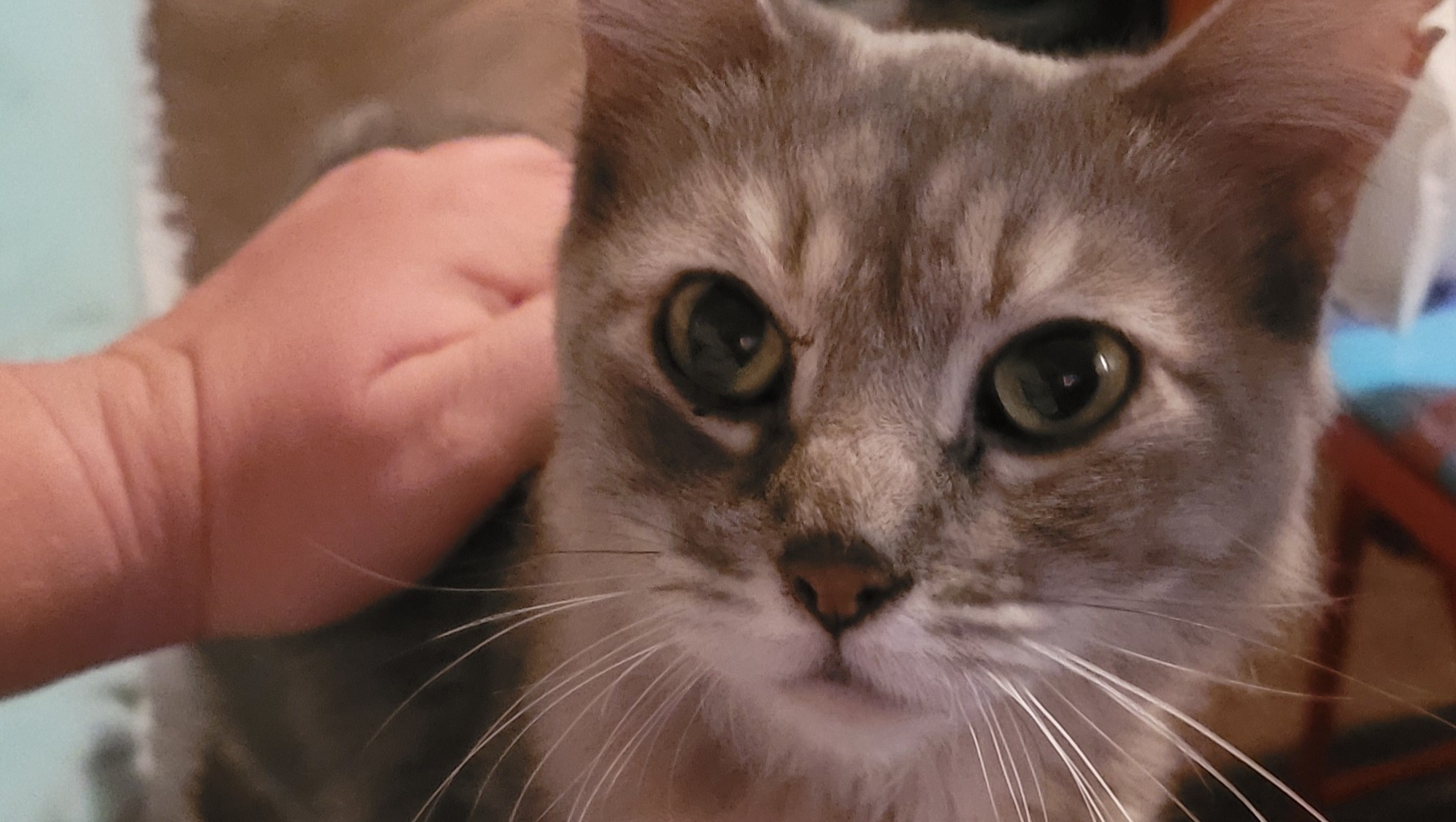 Fundraiser by Jennifer Prindle : Help save Stellas life