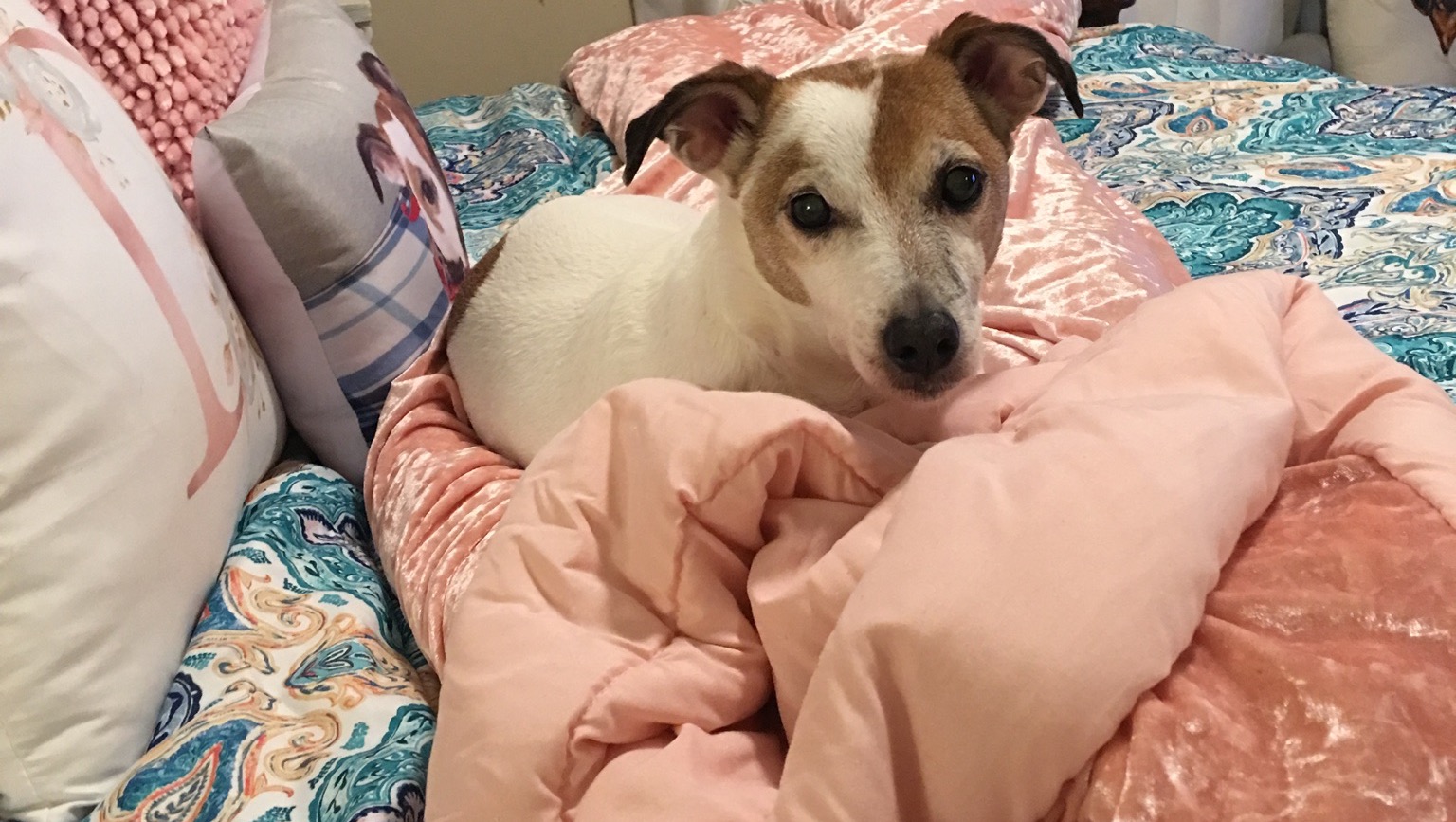 Fundraiser by Diane Teeter : Jake get the medical help he needs