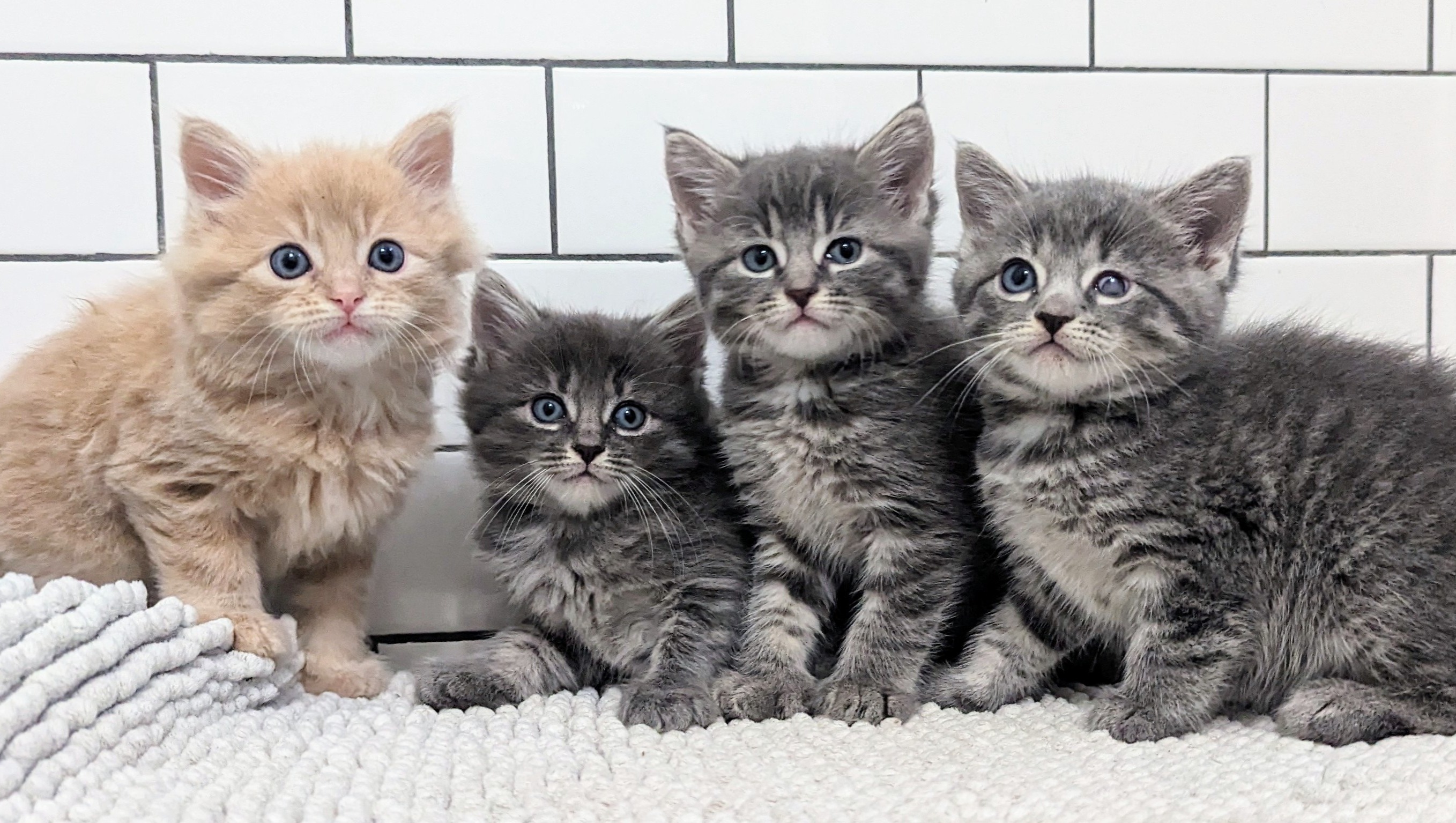 Fundraiser by Christine Sparks : Spay Neuter Rescue Worcester Cats