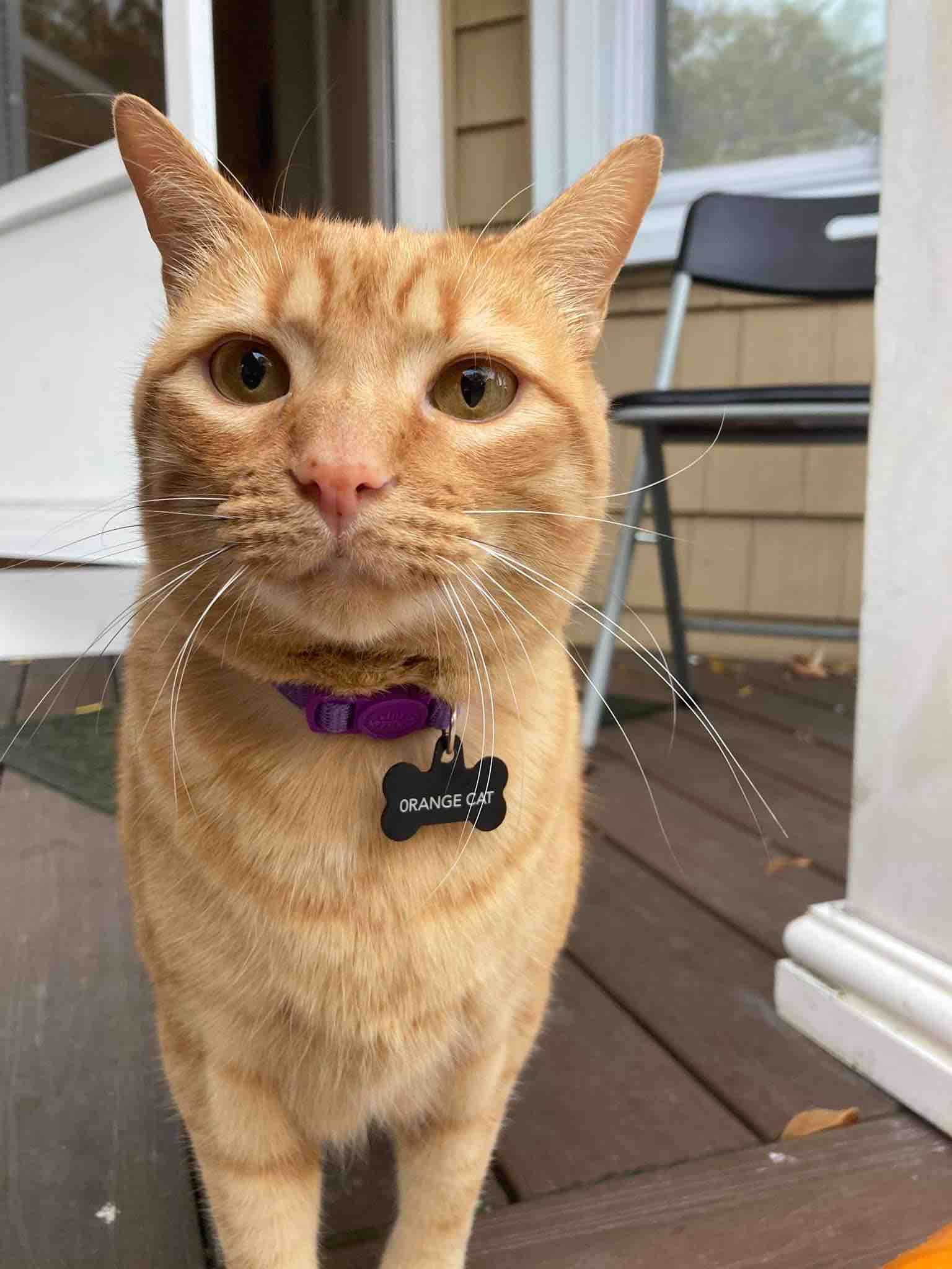 Fundraiser by Janet McNamara : Help Orange Cat get a new collar