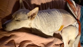 Fundraiser for Sarah Cotner by Tegan Davidge-Ludwig : Help Rosie with ...