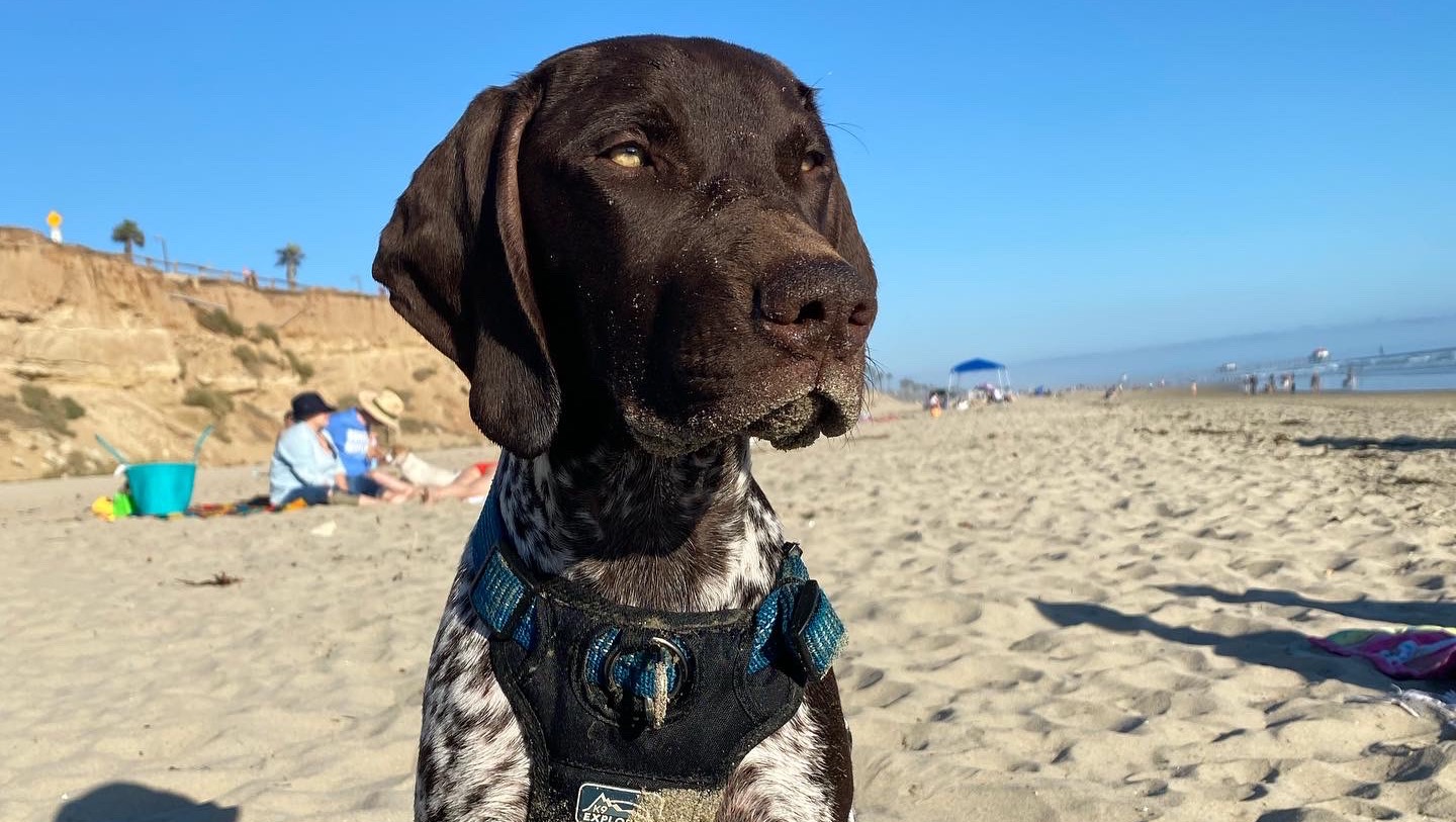 Fundraiser for Austin Dollman by Elizabeth Coryell : Diesels Surgery