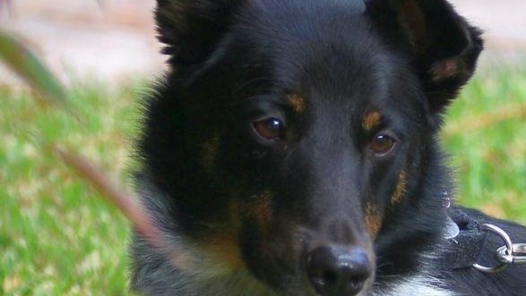 Fundraiser by Doak Davis : Help for Levi 2022