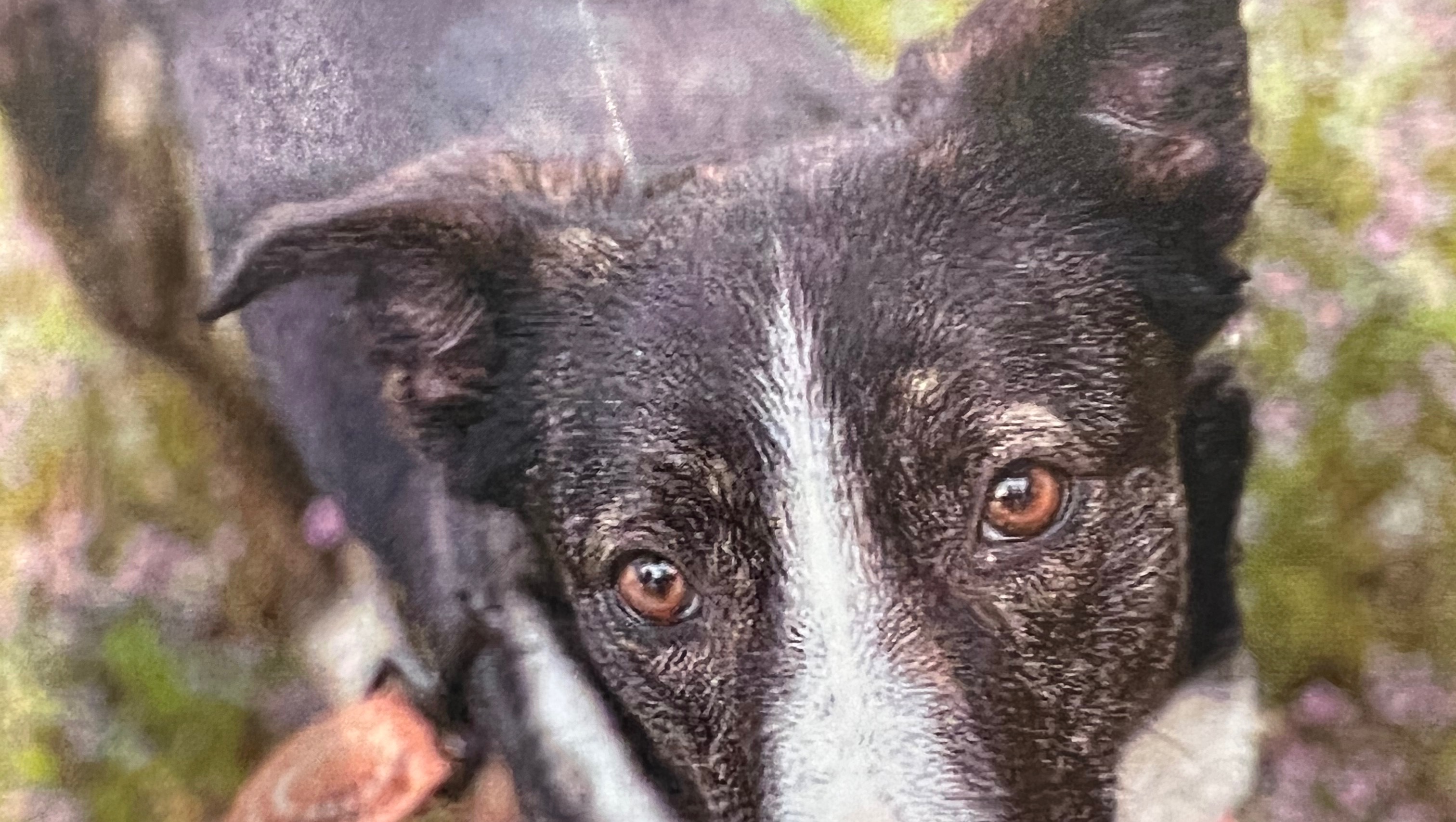 Fundraiser for Wendy Jones by John Abbey : Tahoe PAWS Animal Search and ...