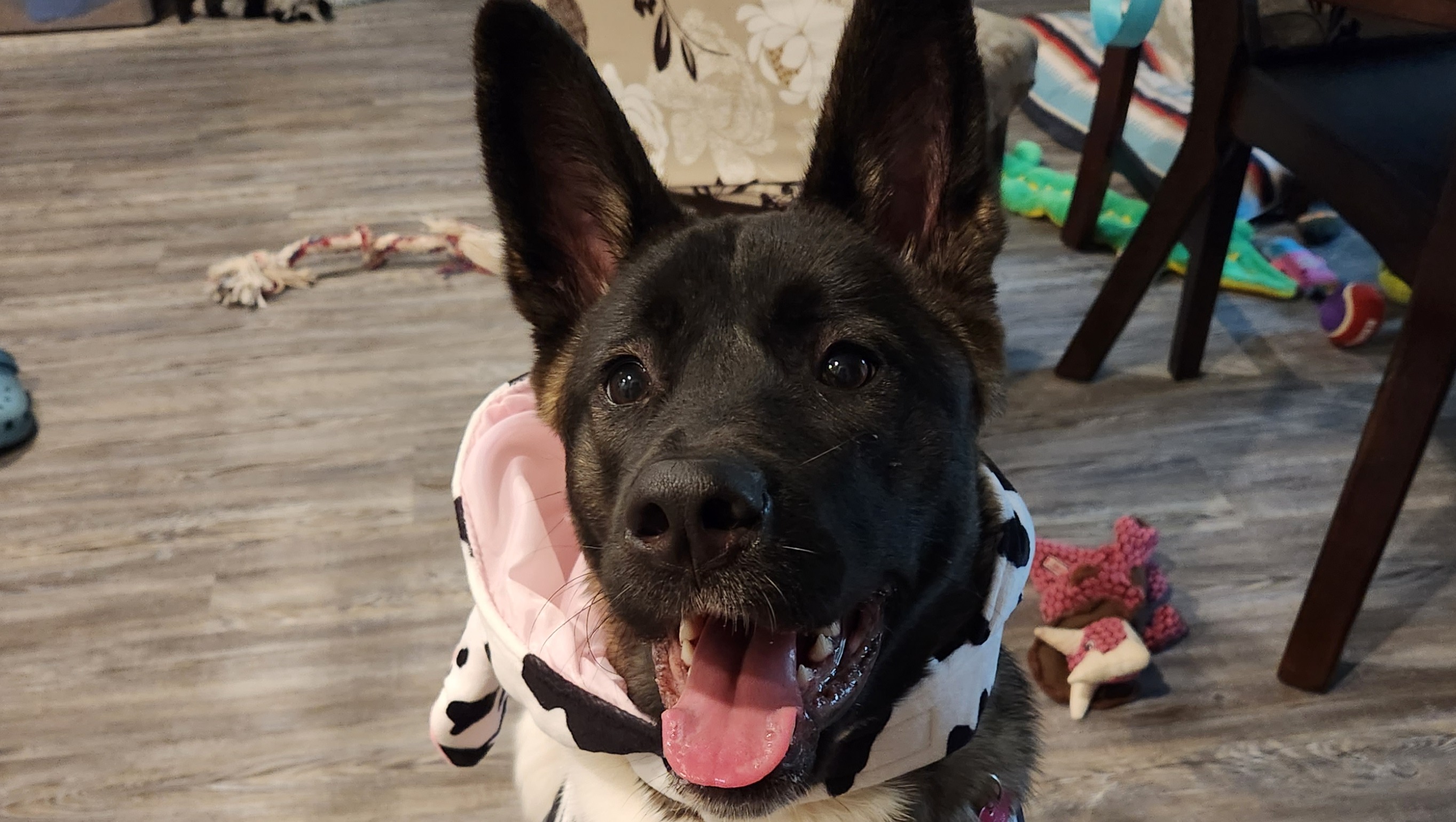 Fundraiser by Emily Epps : Mochi's Emergency Spider Bite Hospitalization