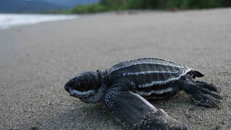 Fundraiser for Jenny Cobb by Bode Cobb : Bode's Costa Rica Sea Turtle ...