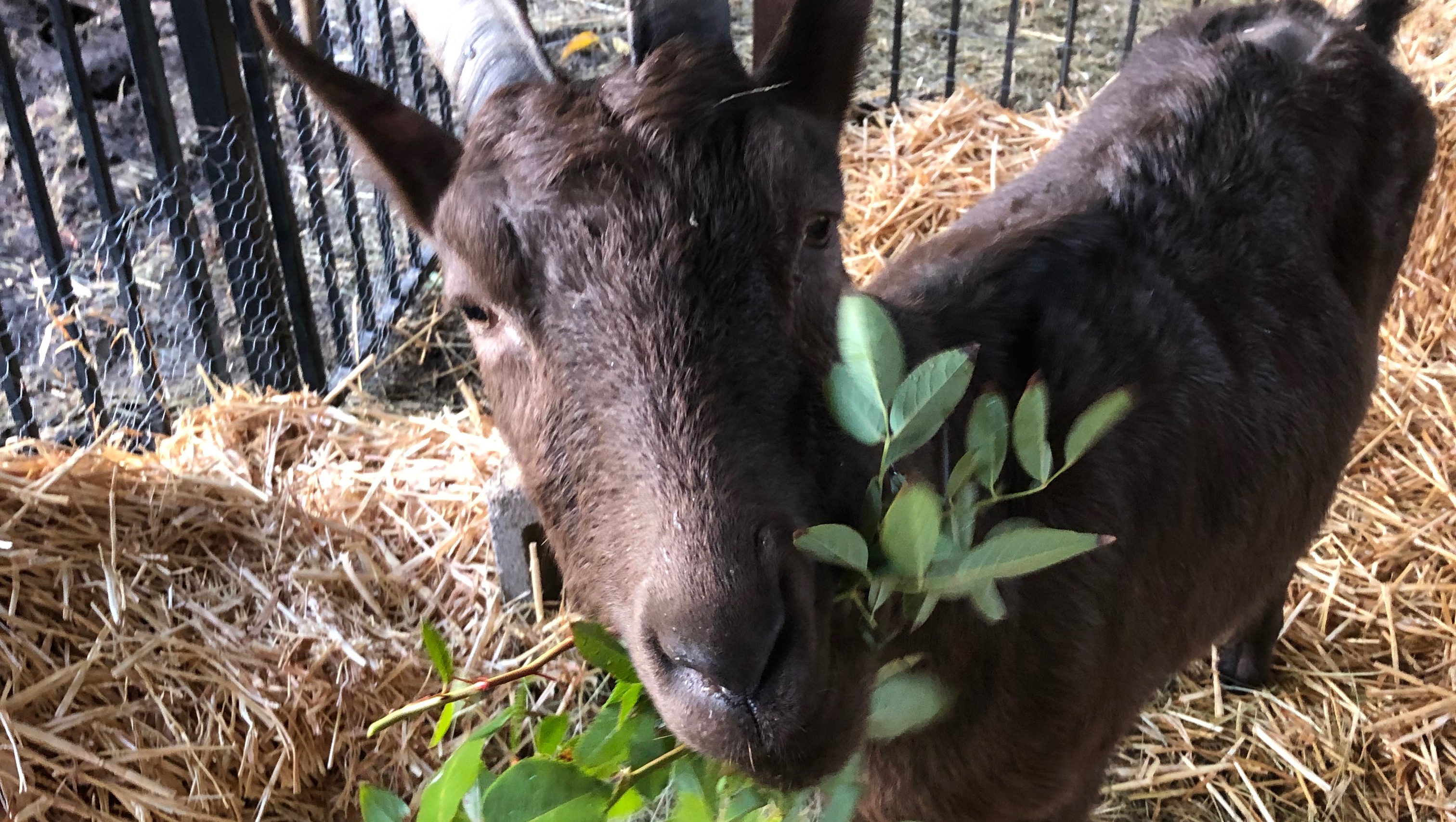 Fundraiser by Rosemary Loveall-Sale : Help Bring Goose The Goat Back ...