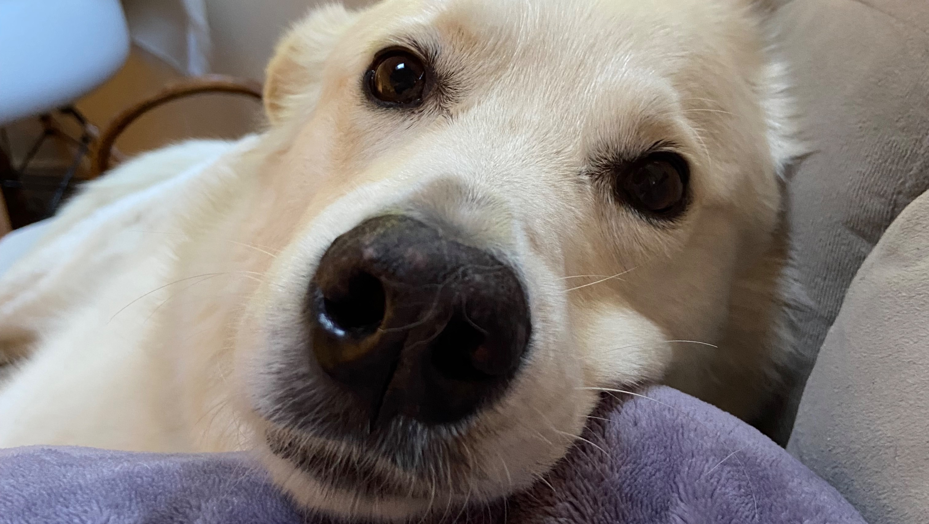 Fundraiser by Robin Ruel : Shaman Surgery Fundraiser