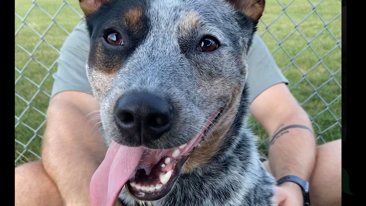 Fundraiser for James Schrader by Alex Schrader : The bestest pup, Champ
