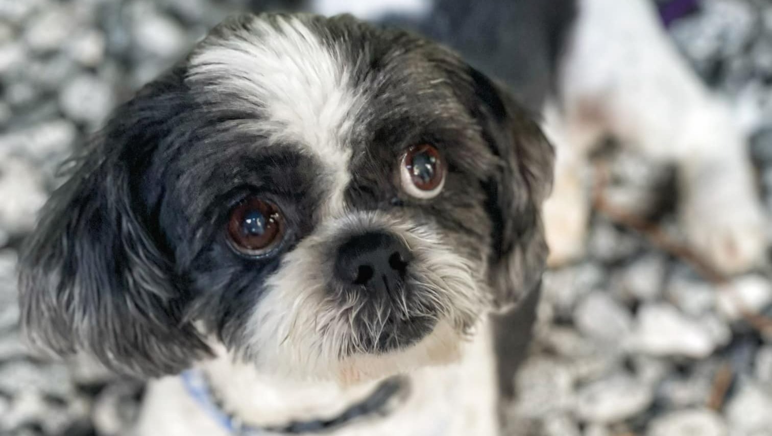 Fundraiser by Brooklyn McCoy : Henry's Road to Recovery
