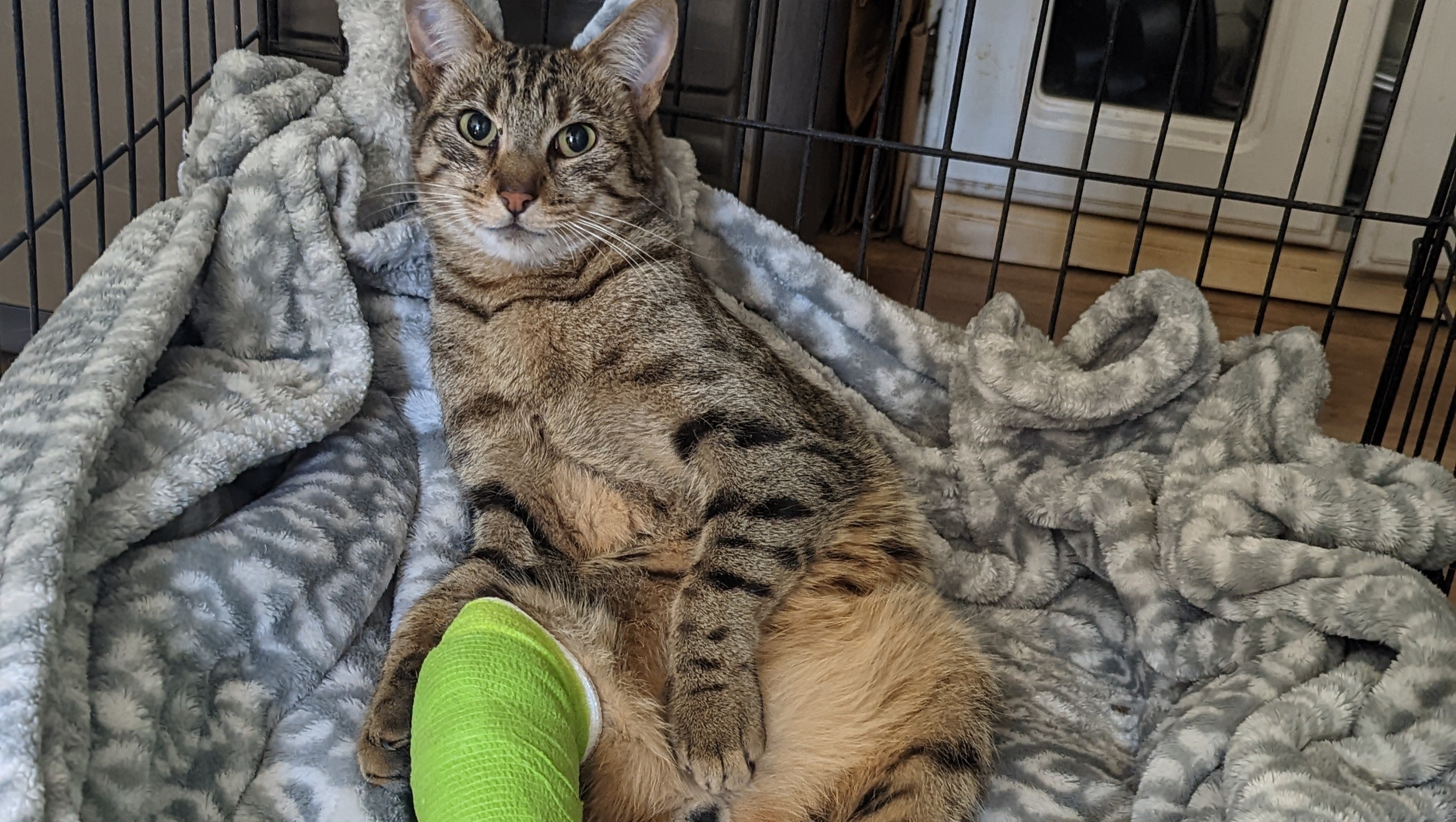 Fundraiser by Hannah Stockham : Lucifer's surgery