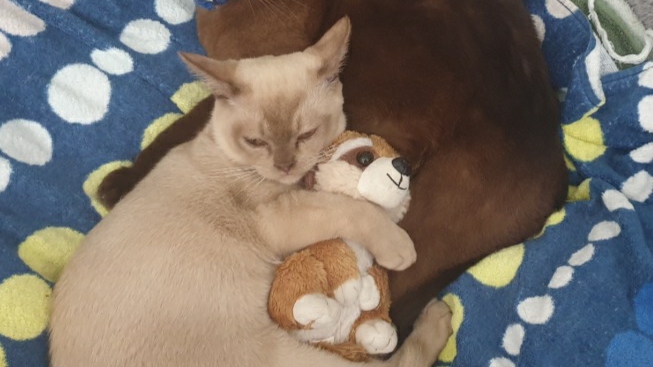Fundraiser by Bradley Howarth : Help save Arty's life!