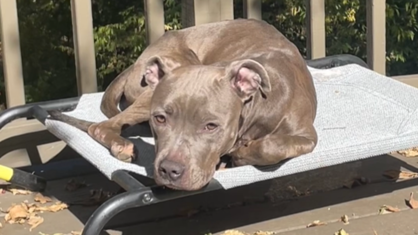 Fundraiser for Elizabeth Sweeting by Emma Walker : fund rescue dog!