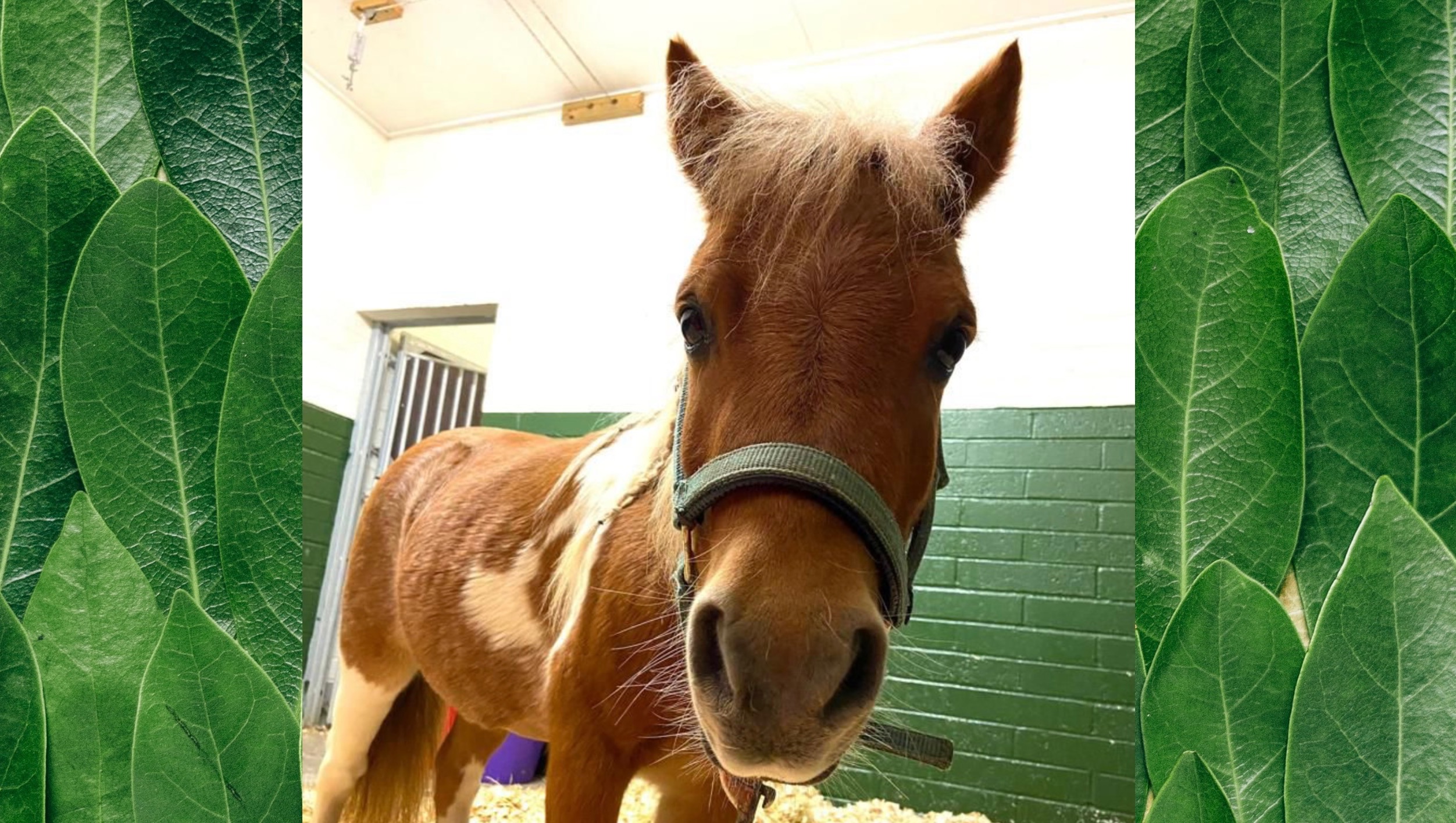 Fundraiser by Rosalind Graham : Please help my Mum, I'm 17 and can't do ...