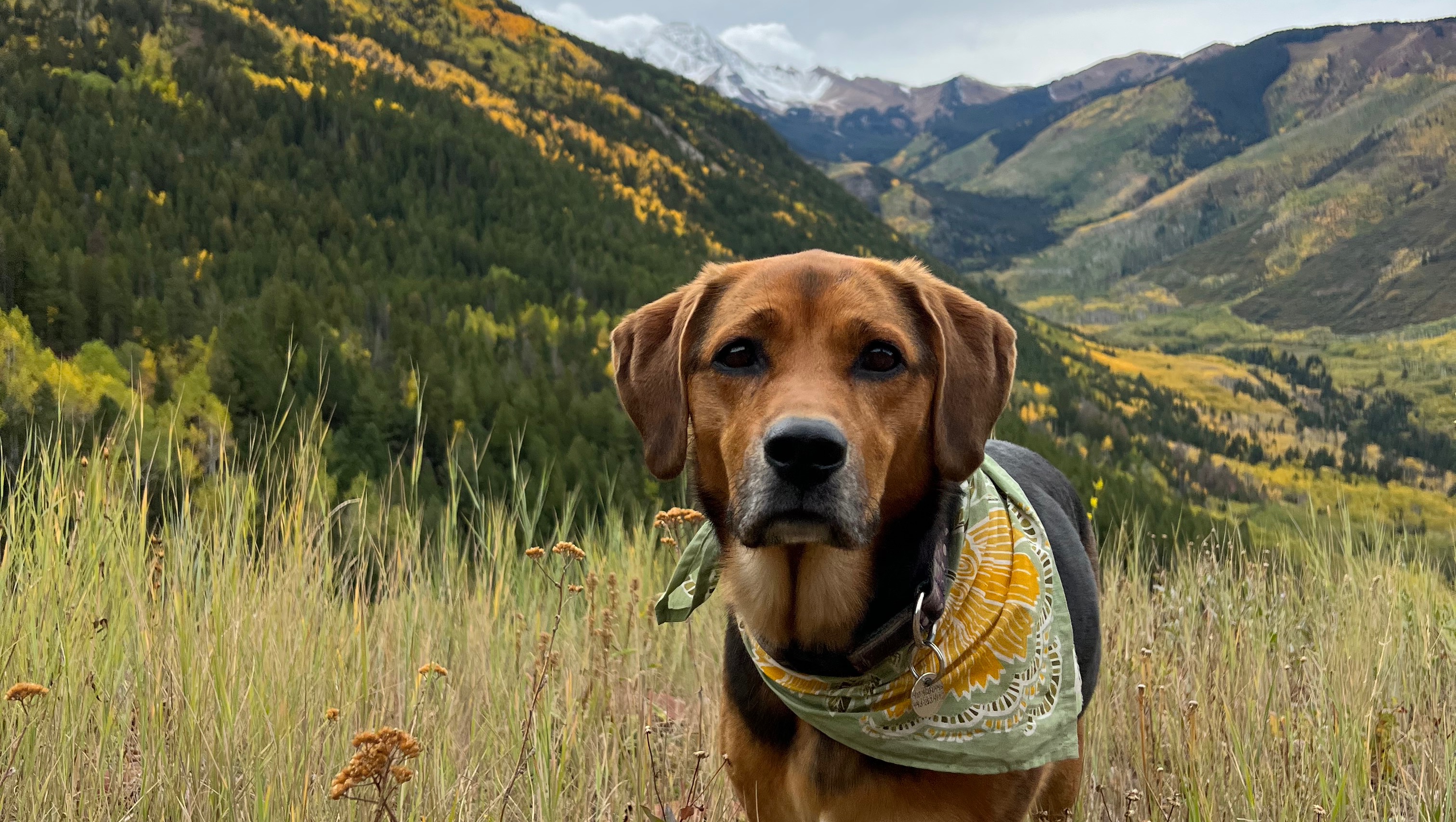 Fundraiser by Allison Gutberlet : Basil needs help to survive