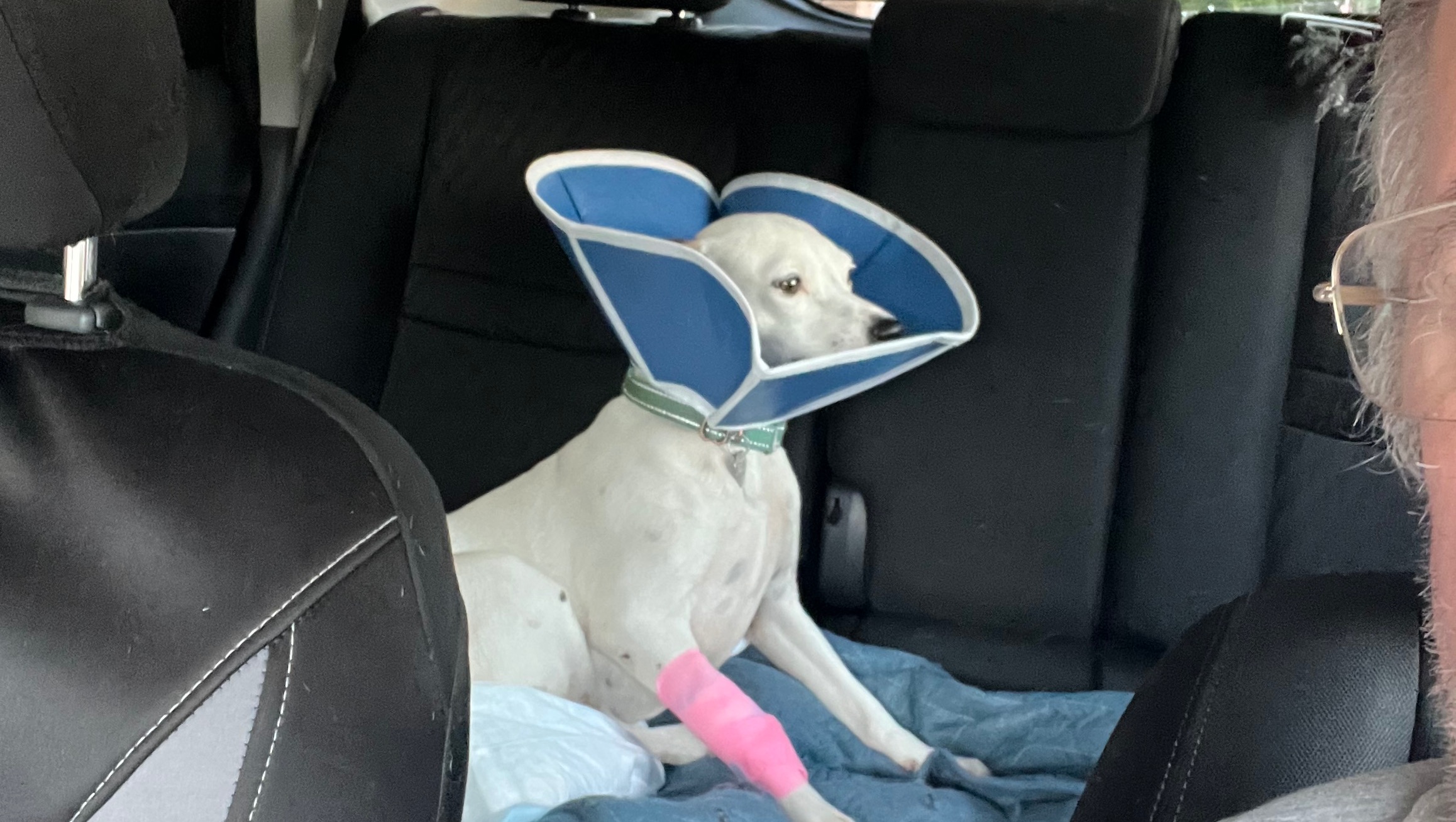 Fundraiser for Susan Lorig by Amy Ferrara : Betty Recovery