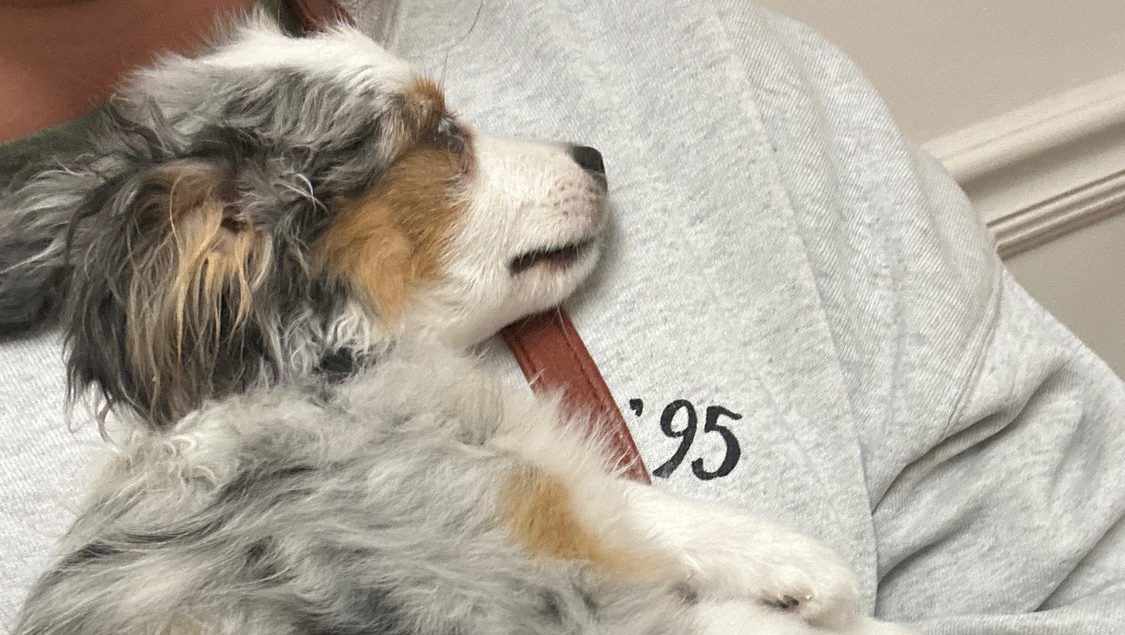Fundraiser by Alexandria Butler : Harlow’s Broken Leg Surgery