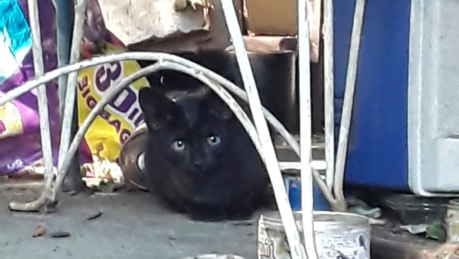 Fundraiser by Lisa Blevins : Brookhaven Kittens and Cats