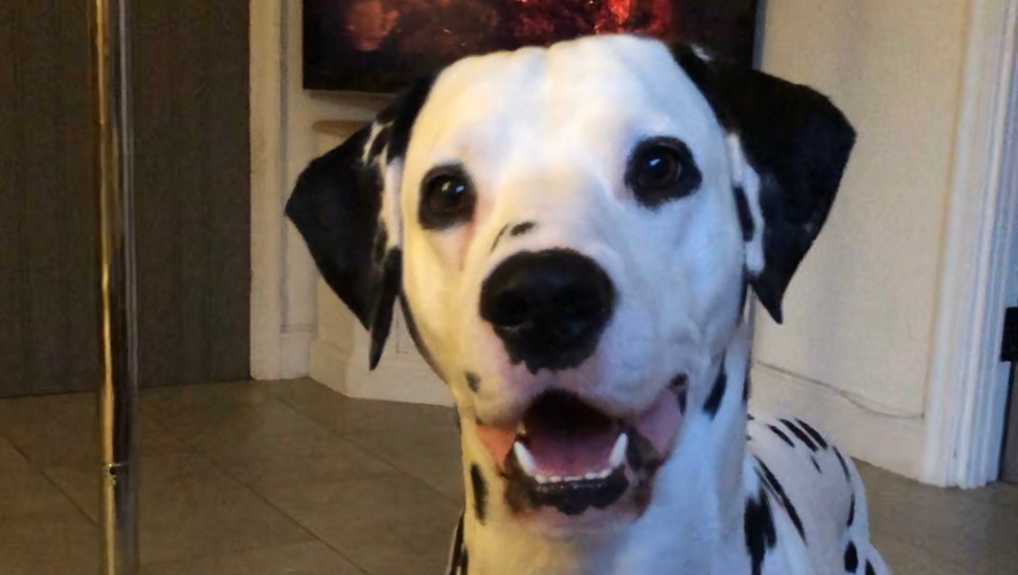 Fundraiser by Danielle Potts : Help save Alistair