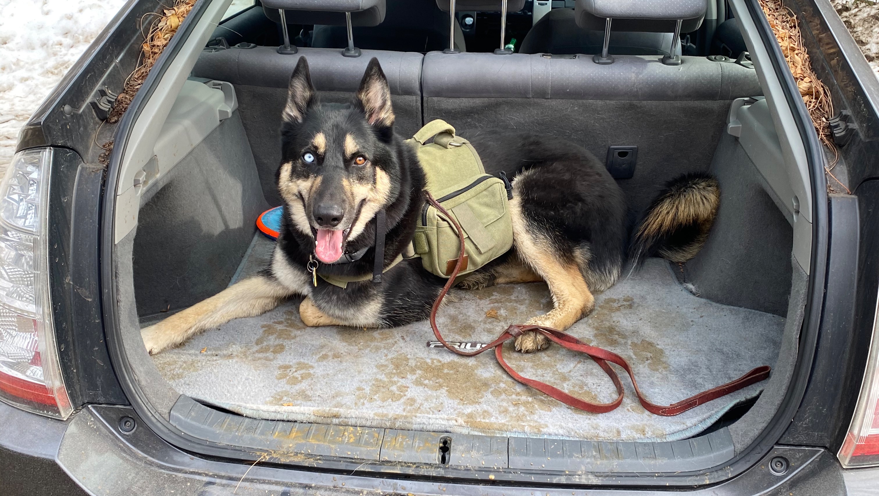 Fundraiser by Jake Cunningham : Help Jax receive his second ACL surgery