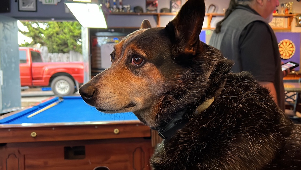 Fundraiser by Sean Gallaway : Bob D Dog needs surgery