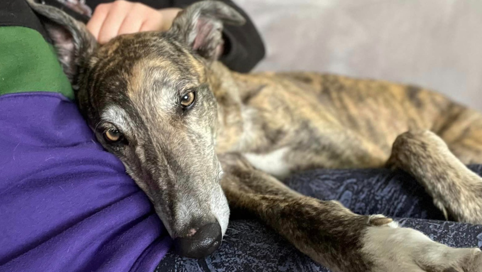 Fundraiser by Hannah Inwood-field : Please help Tom live a normal, pain ...