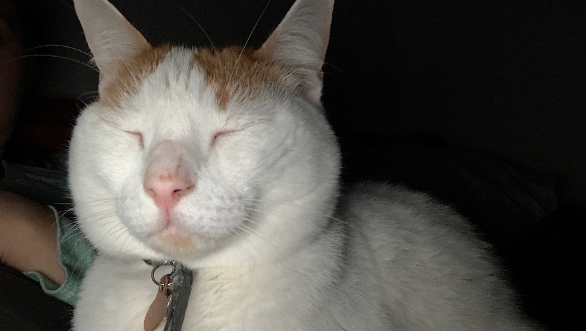 Fundraiser by Alycia Thatcher : Pay coopers hospital bills