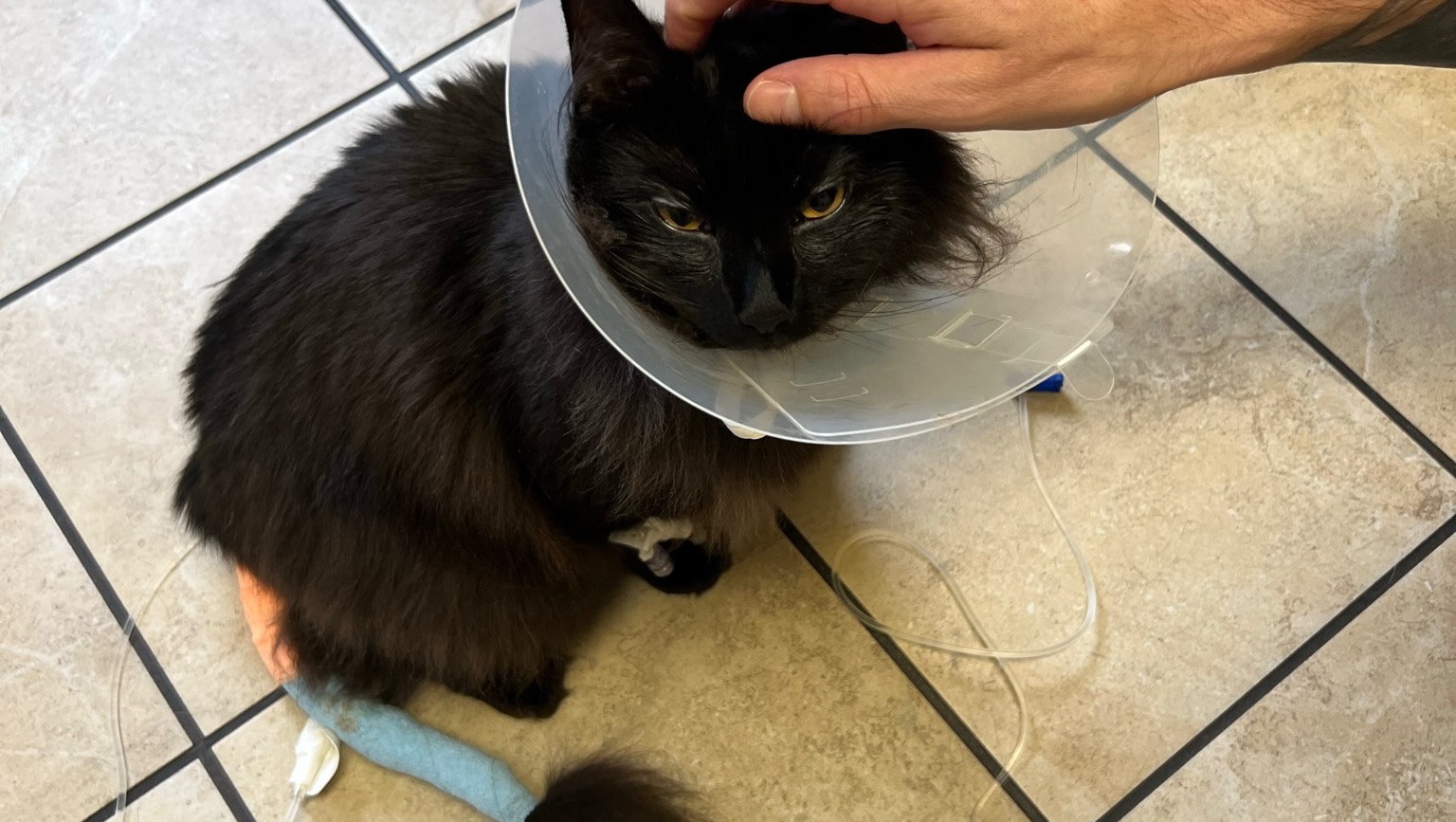 Fundraiser by Kendra Frick : Poe’s Vet Expenses