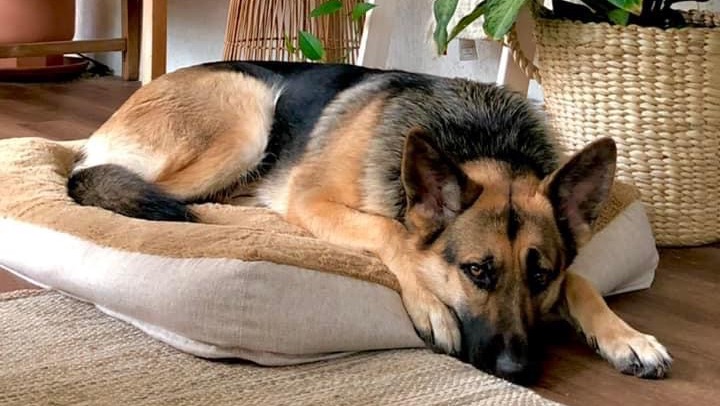 Fundraiser by Darcey Kelly : Giving Ivy a chance to live!