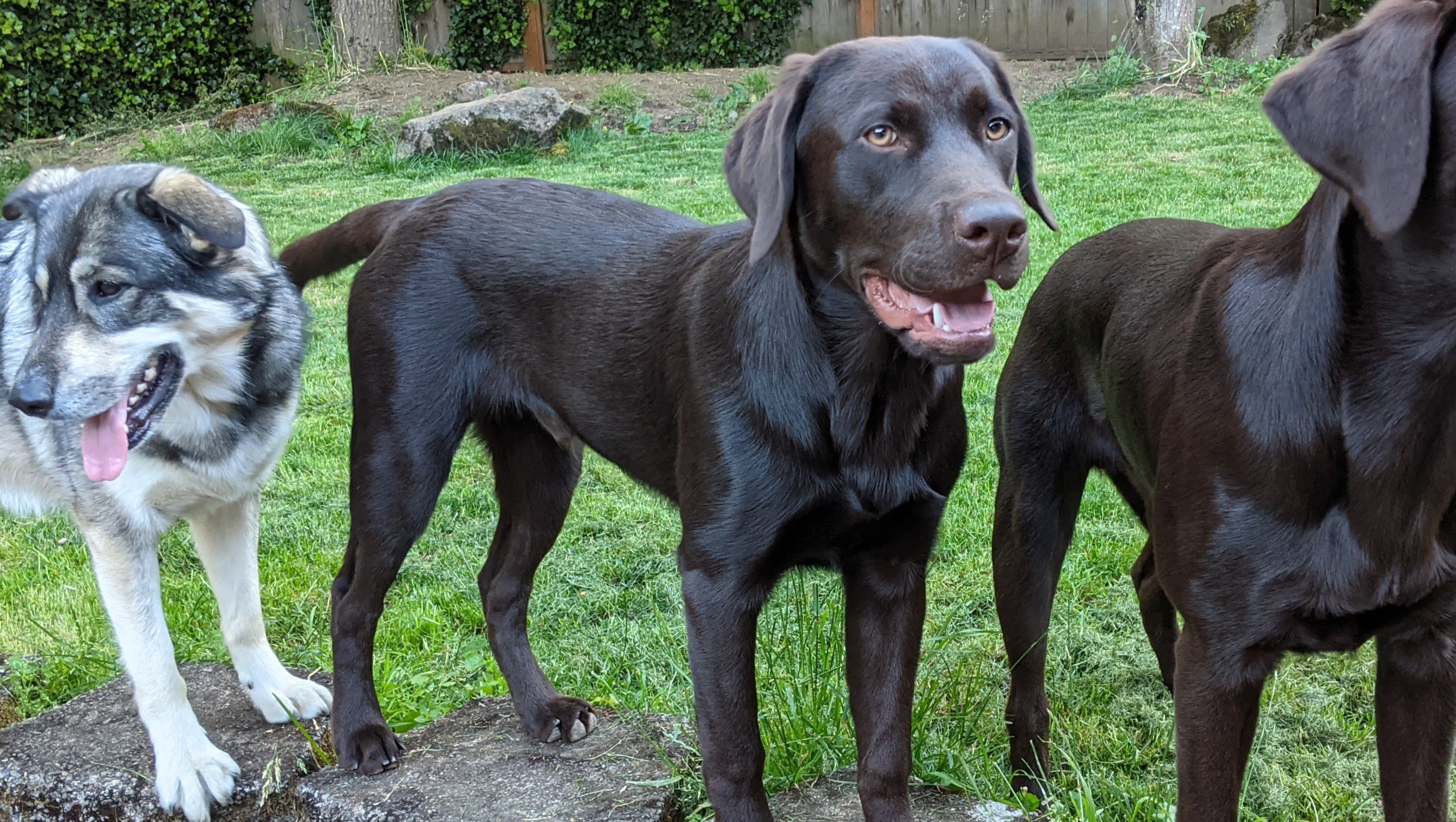 Fundraiser by Valerie Wickham : Our 1 year old Chocolate Labrador, Whiskers