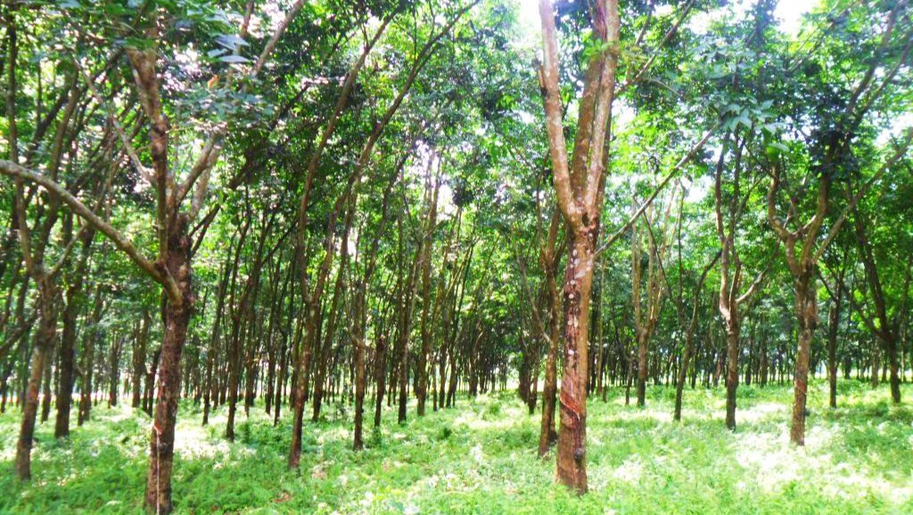Fundraiser by IRRN USA : Million Natural Rubber Trees Plantation in Nepal