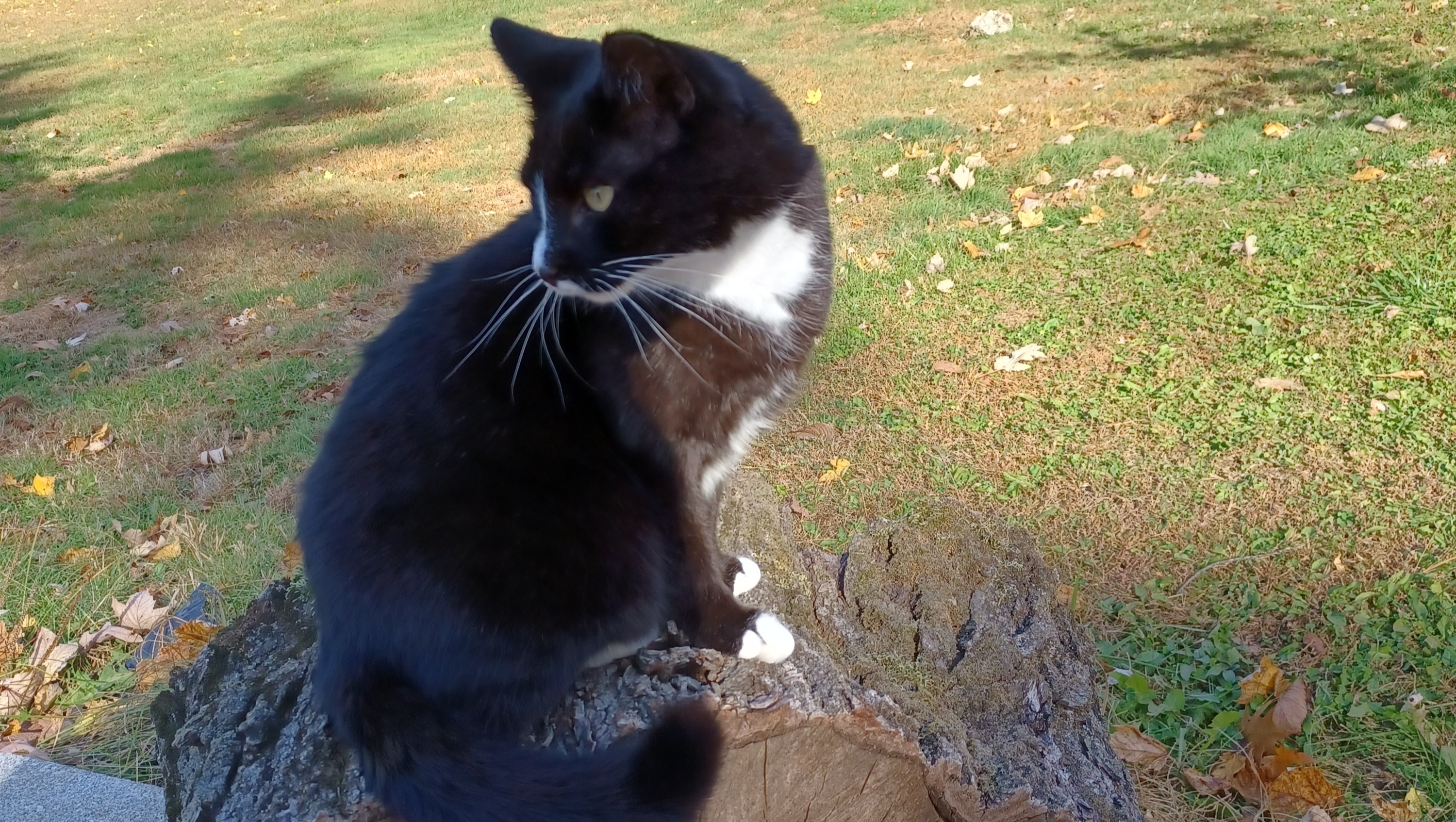 Fundraiser by Kel Belle : Stormageddon's Medical Mystery Tour