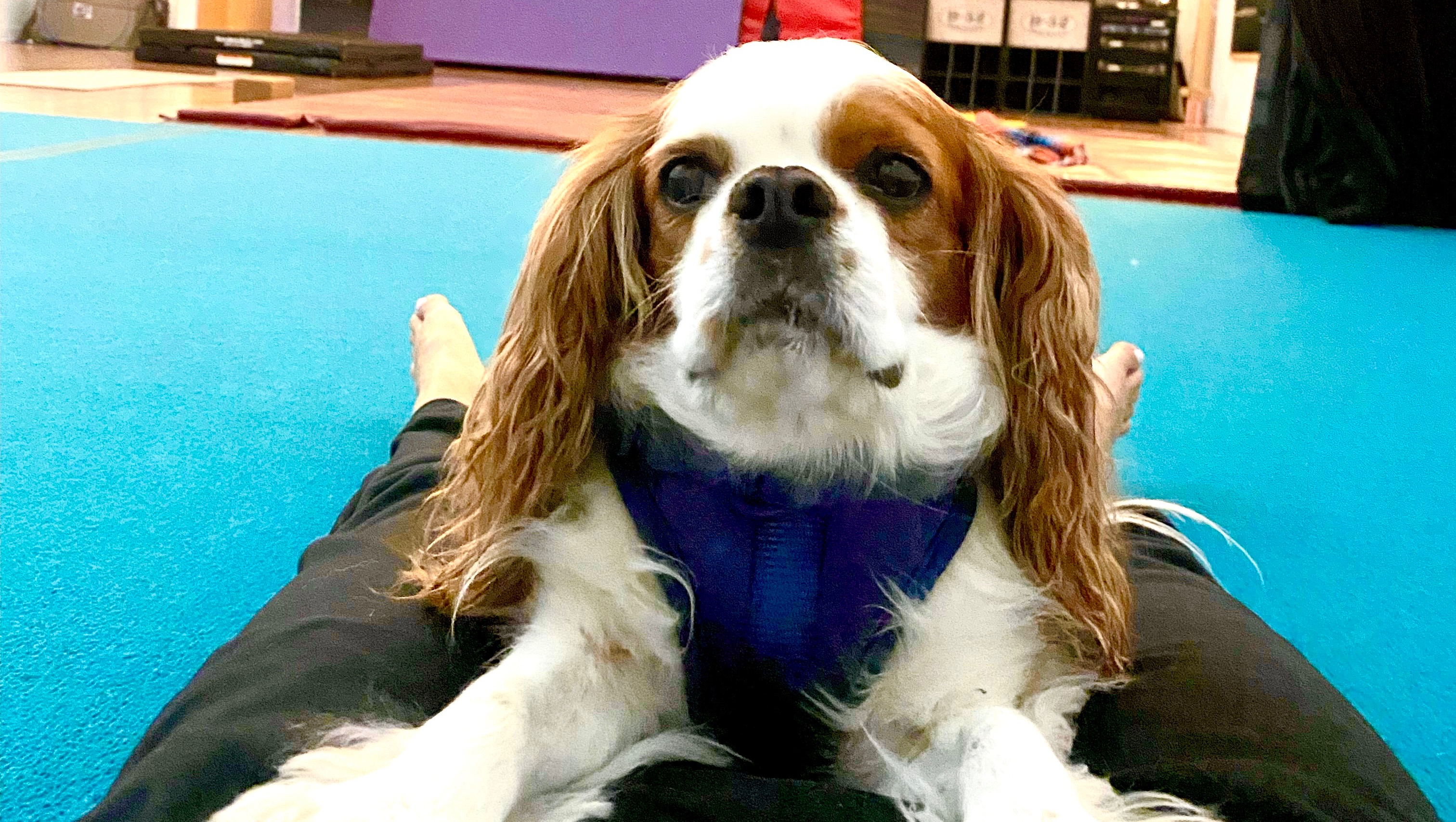 Fundraiser for Jamie Rifkin by Kristen Moranetz : Little Gus, Big Vet Bill