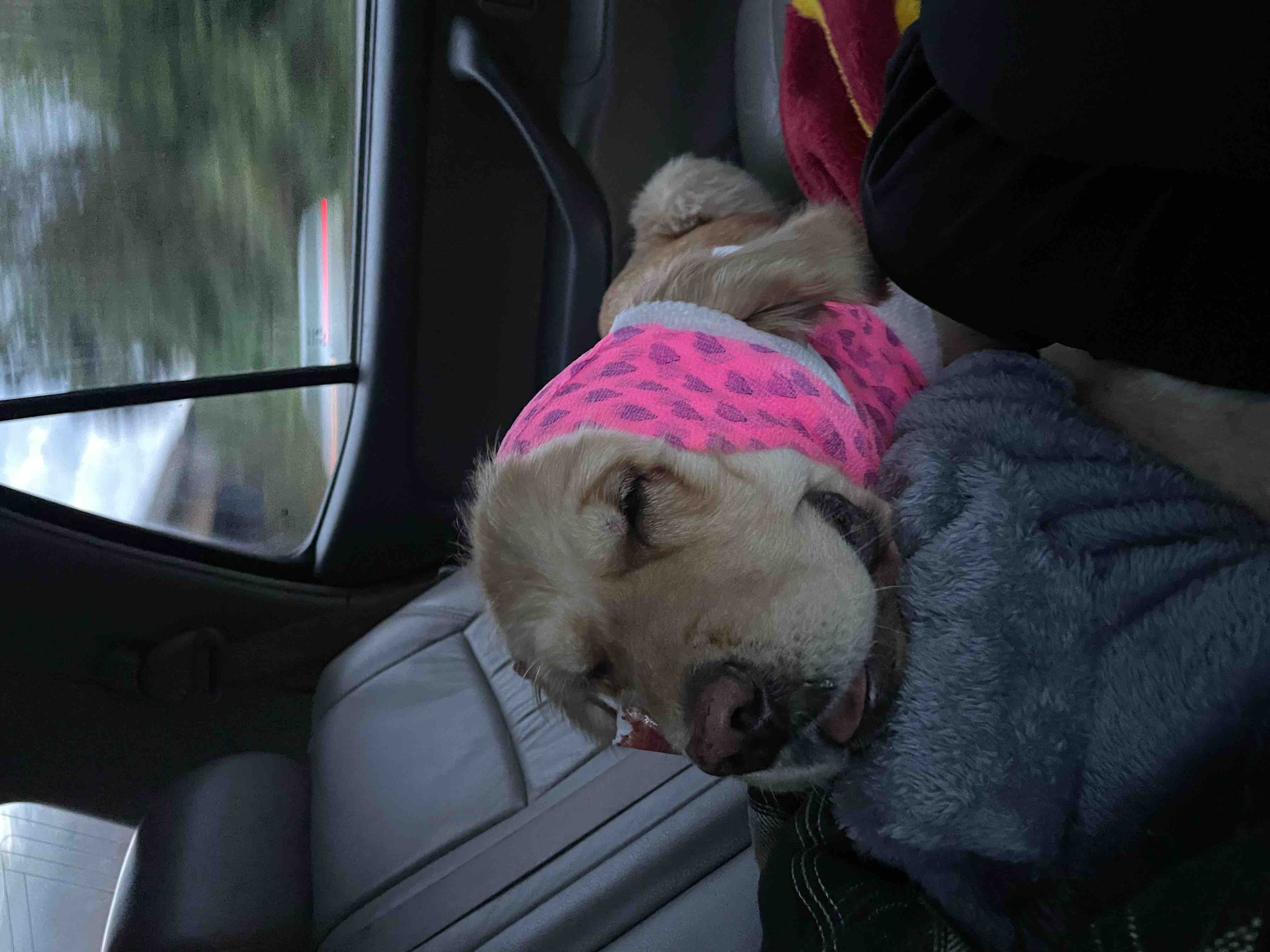 Fundraiser for Harry Neller by Grace Neller : Help Willow Marie, the ...