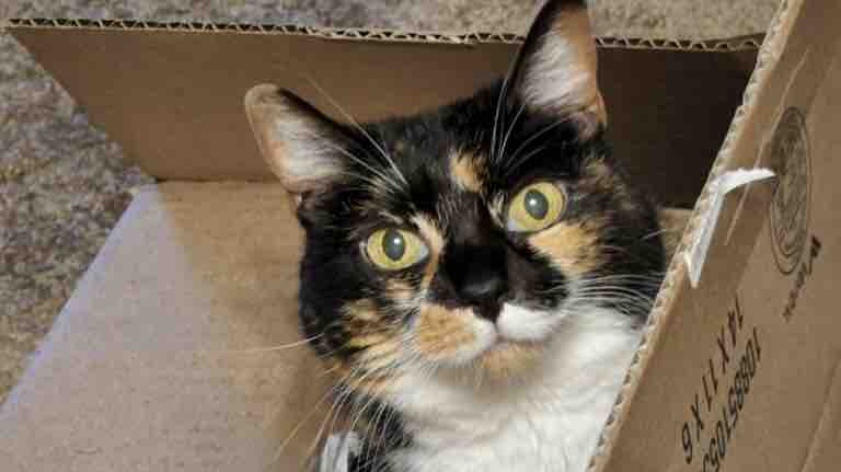 Fundraiser for Robin Bast by Dawne Haas : Help Robin Recover from Ian