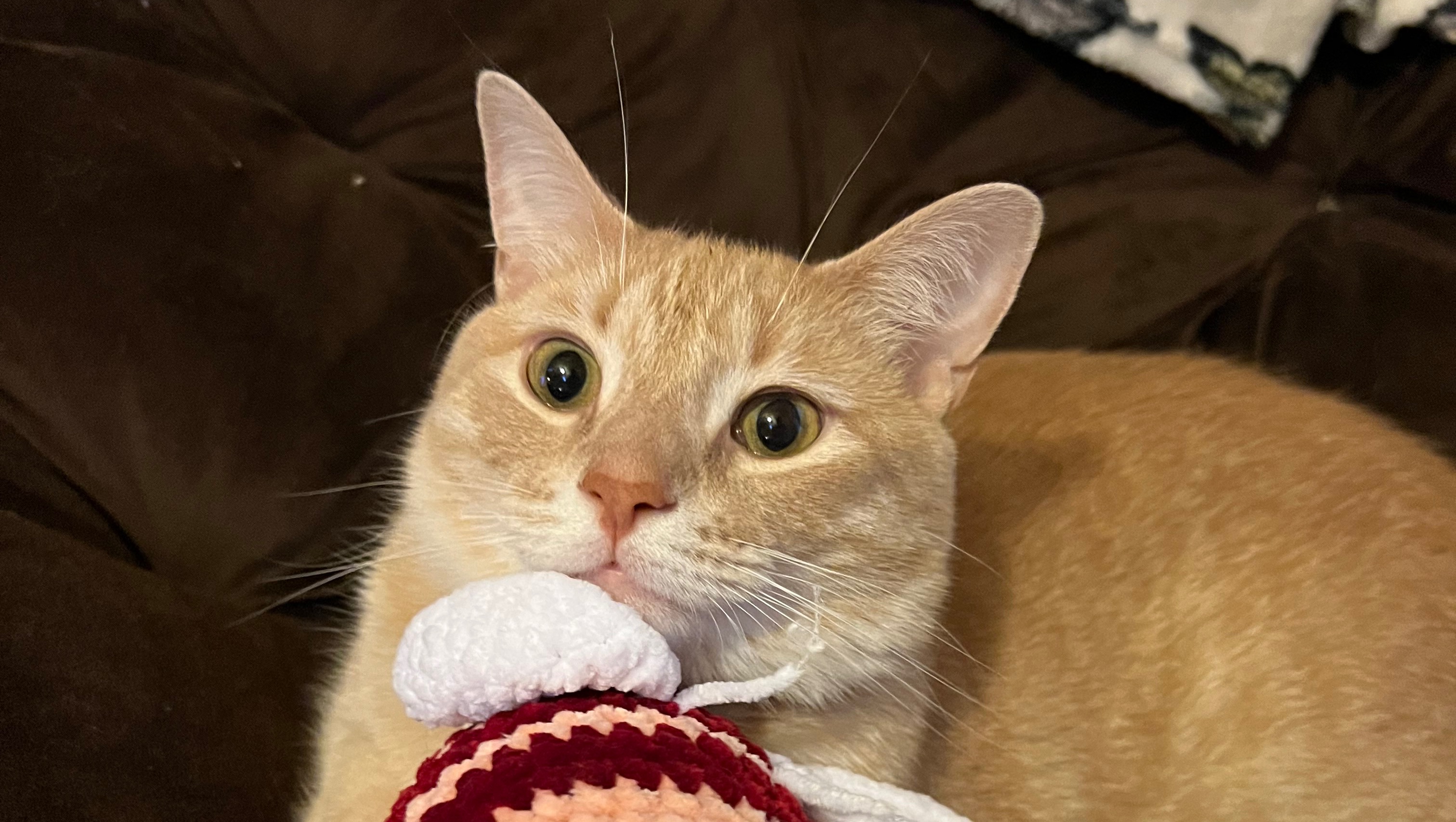 Fundraiser for Morgan Padilla by Haylee Gahart : Help Save Ollie