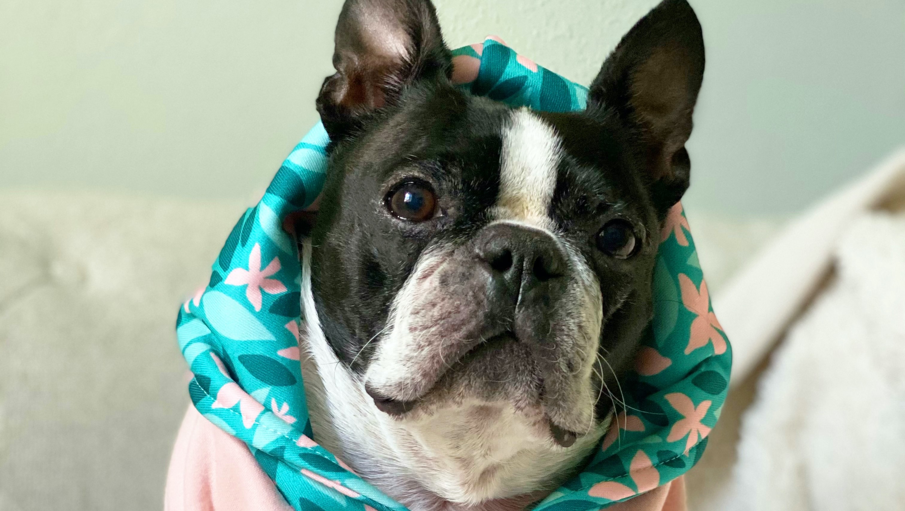 Fundraiser by Connie Barone : Sweet Lily is very sick. Help needed please!