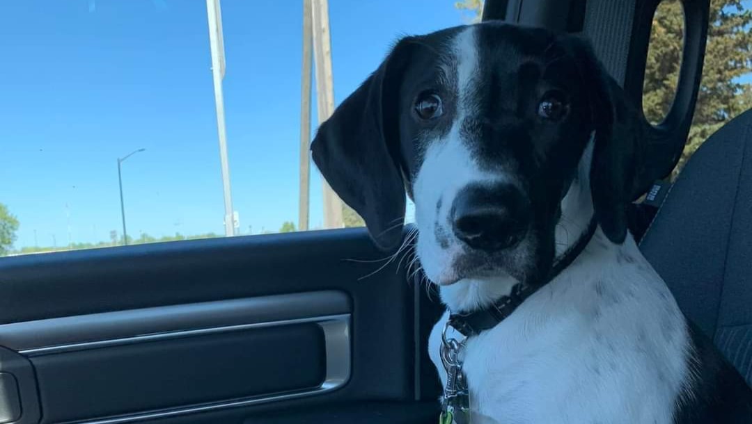 Fundraiser for Aaron Woodrow by Brieanne Koester : Help Dottie Heal