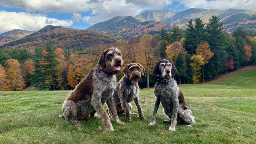 Fundraiser for Patience Hotchkiss by Barbara OReilly : Paddle Pup in ...