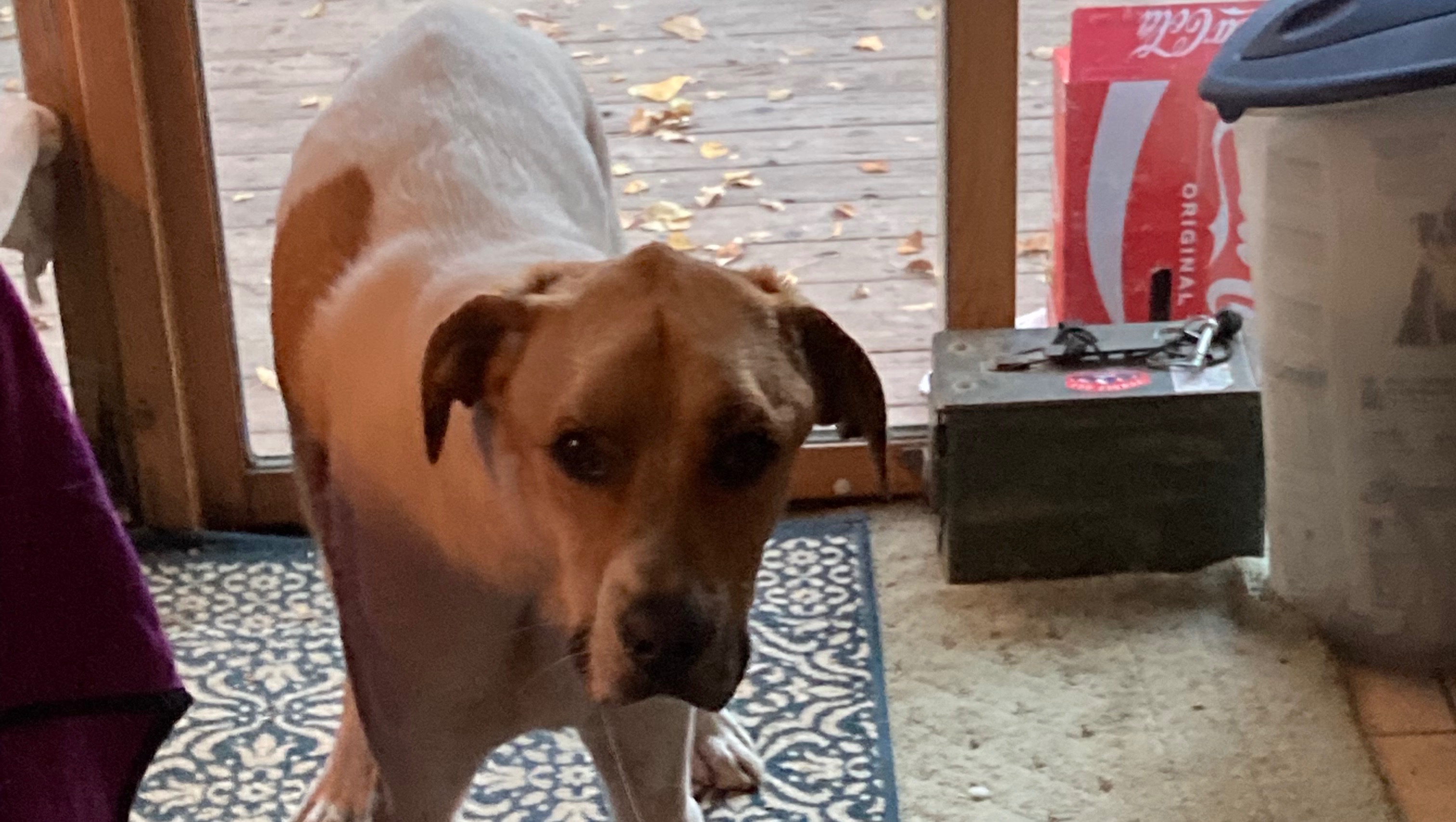 Fundraiser by Jeffrey Escobedo : Homer surgery fund