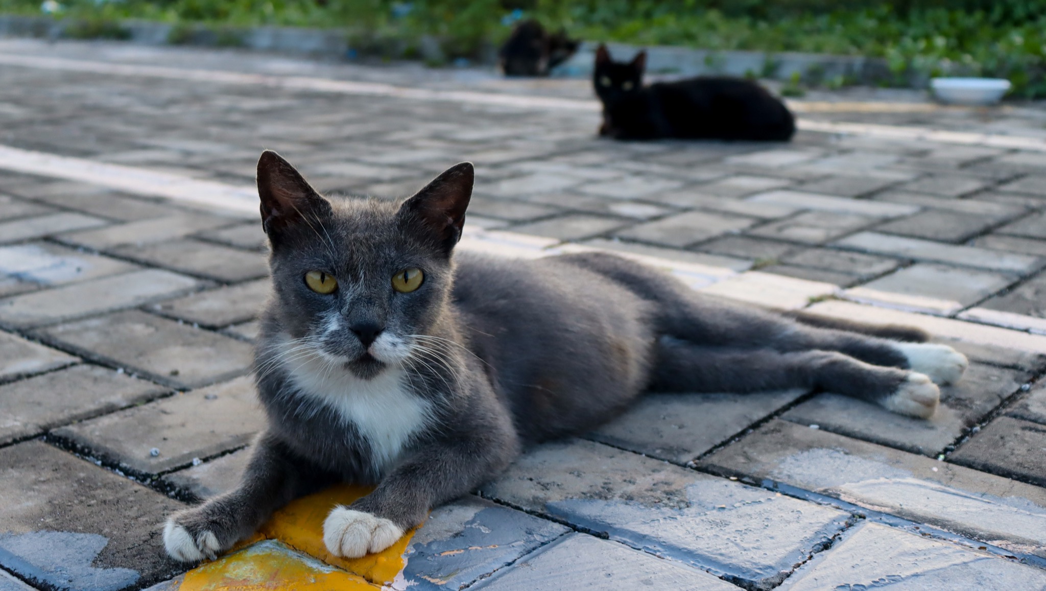 Fundraiser by Zoophilist Maldives : Animal Rescue Clinic Maldives