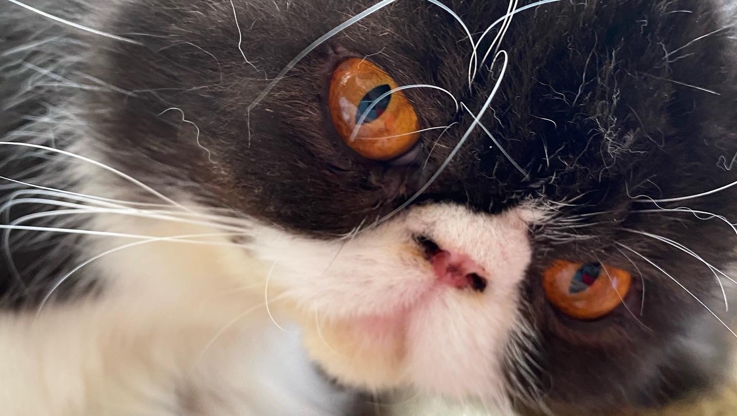 Fundraiser by David Nuckles : Please help Figaro with his blood ...