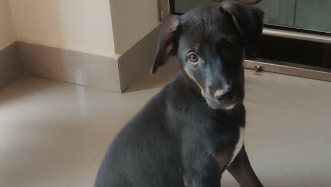 Fundraiser by Sewe Gabriel : Animal rescue team